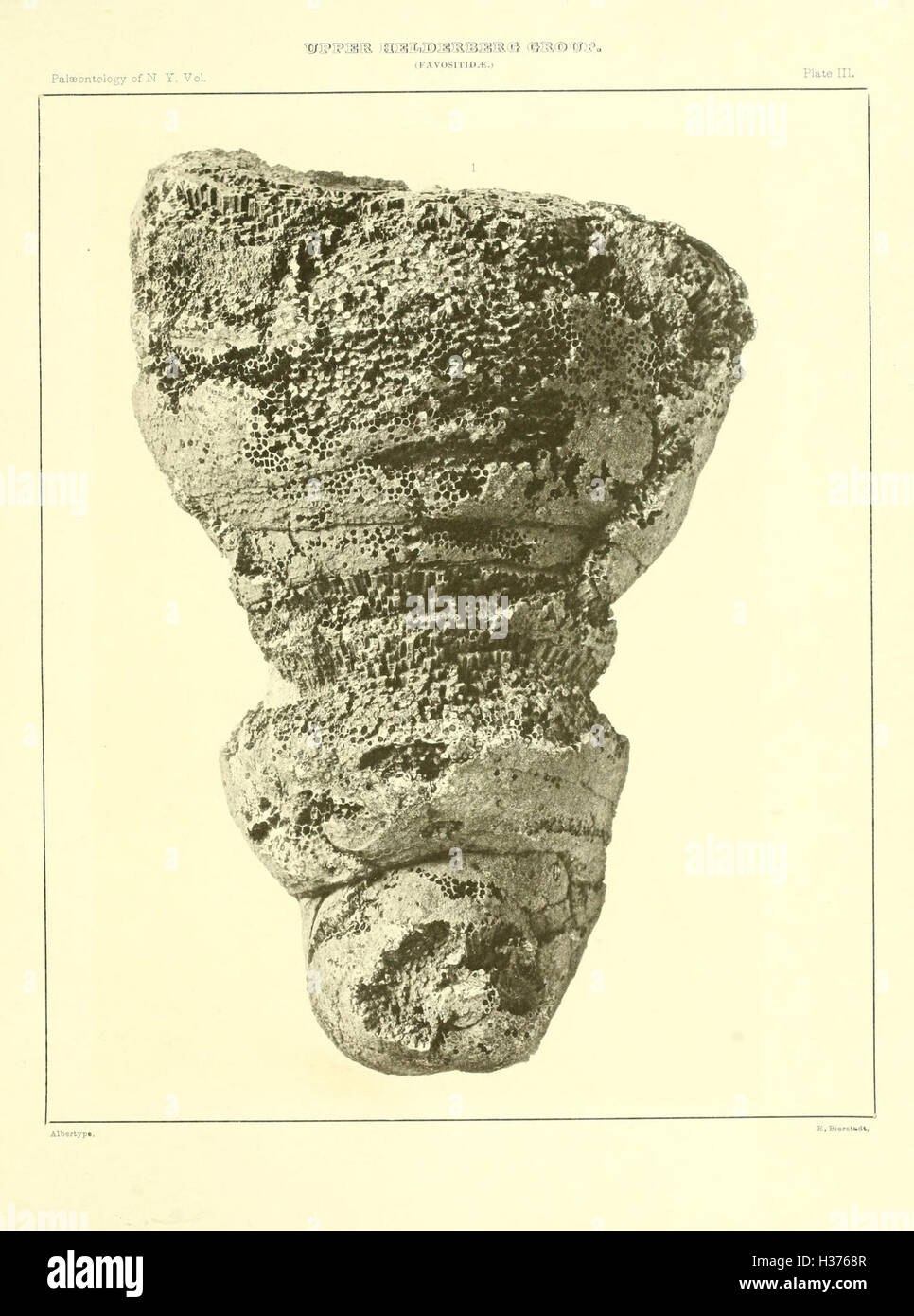 Devonian fossils illustration hi-res stock photography and images - Alamy