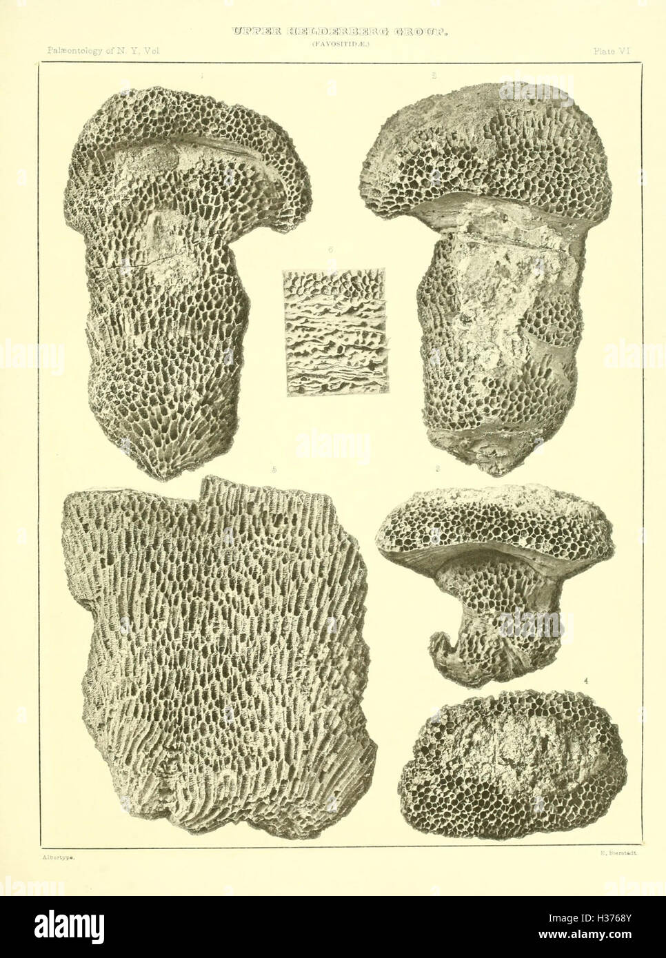 Devonian fossils illustration hi-res stock photography and images - Alamy