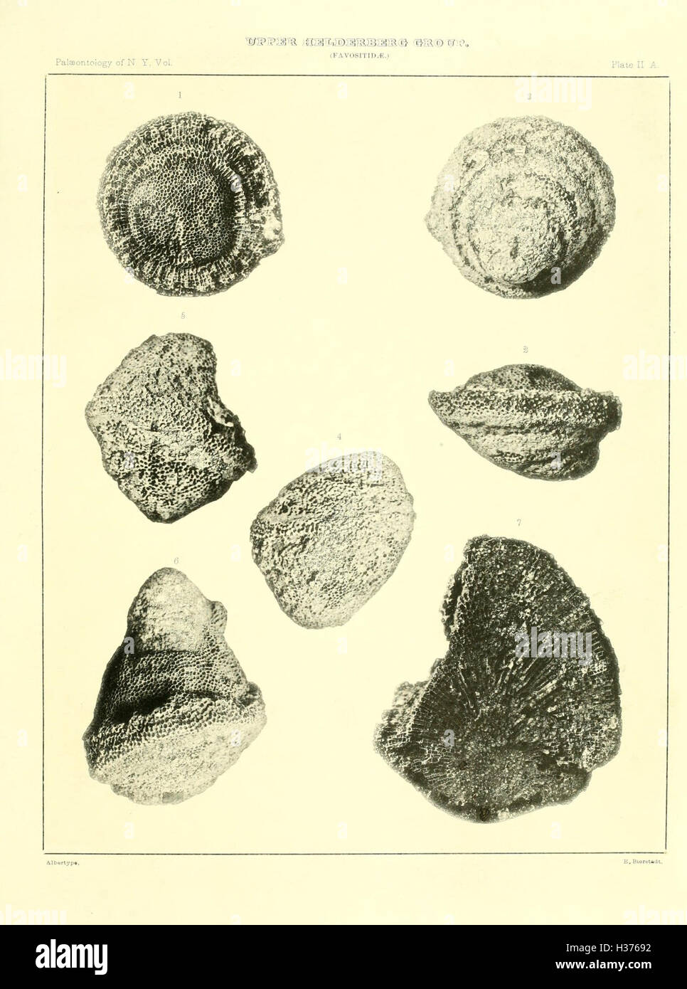 This work presents detailed illustrations of Devonian period fossils ...