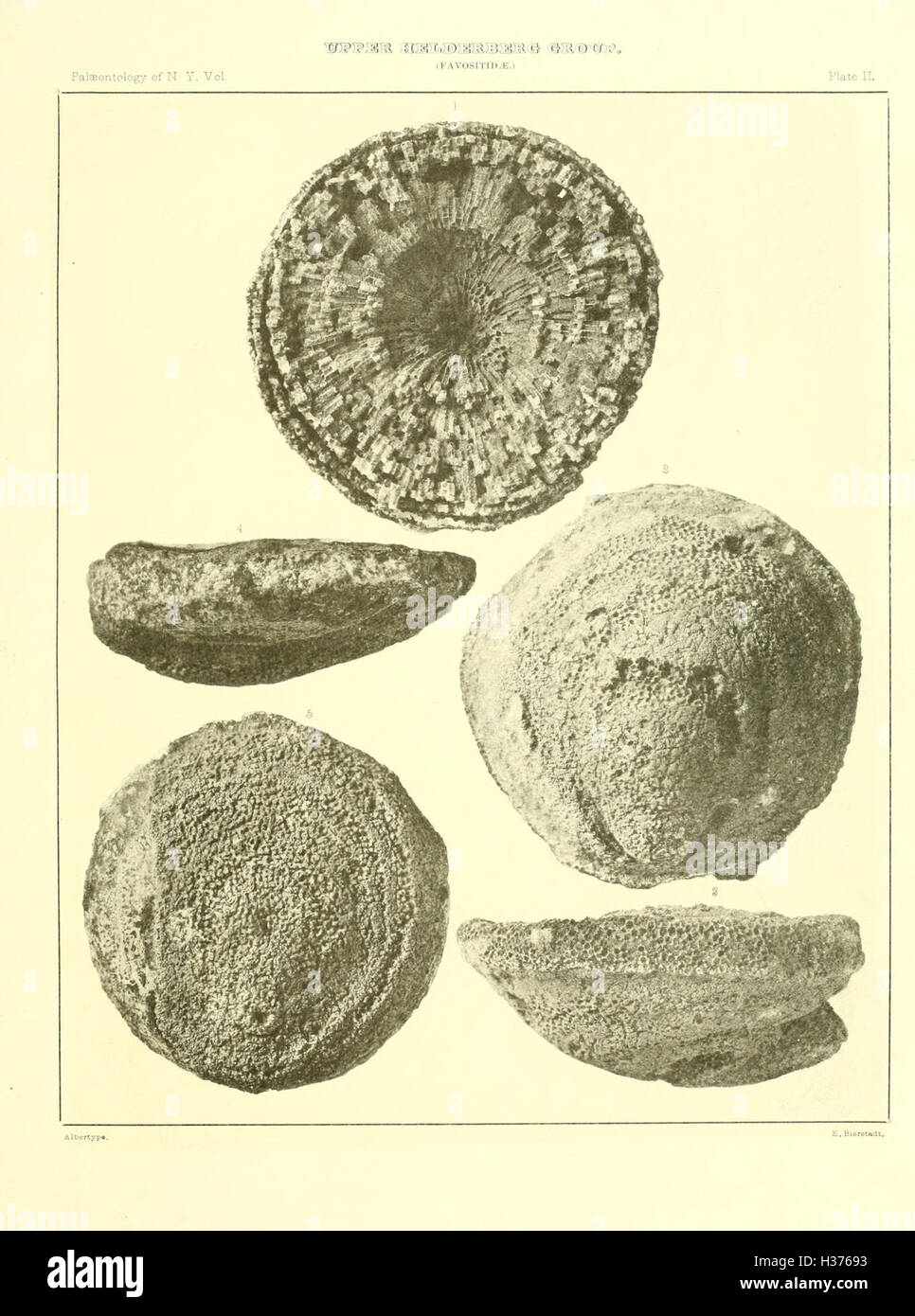 Devonian fossils illustration hi-res stock photography and images - Alamy