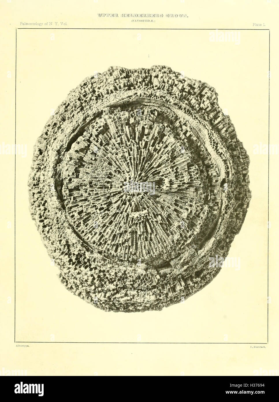 Devonian fossils illustration hi-res stock photography and images - Alamy