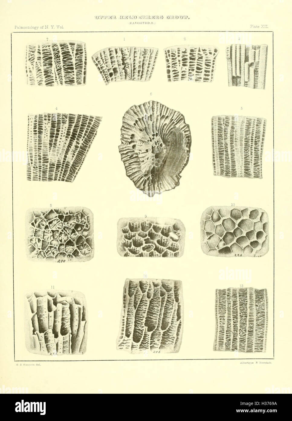 Devonian fossils illustration hi-res stock photography and images - Alamy