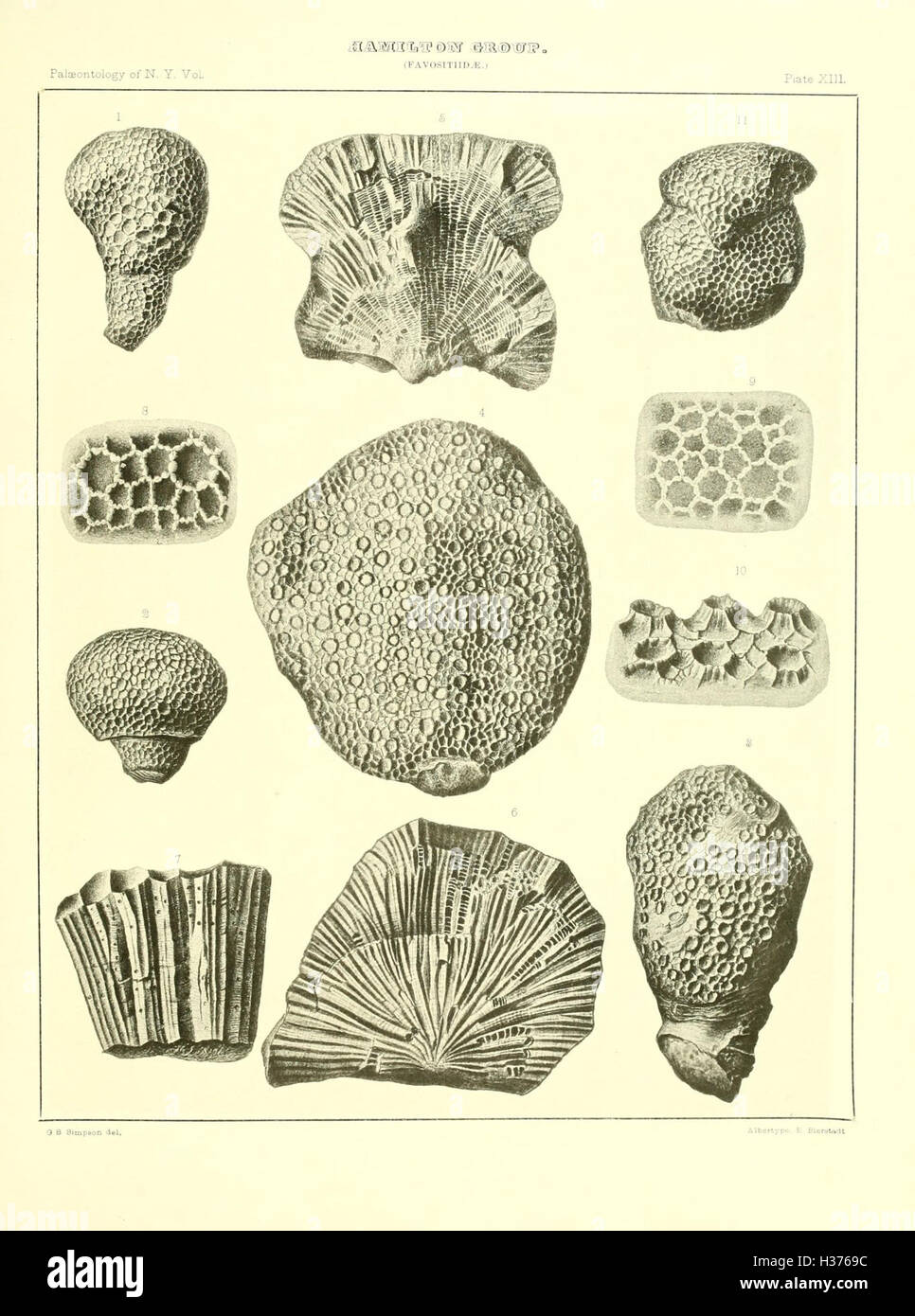 This collection of illustrations presents Devonian period fossils ...
