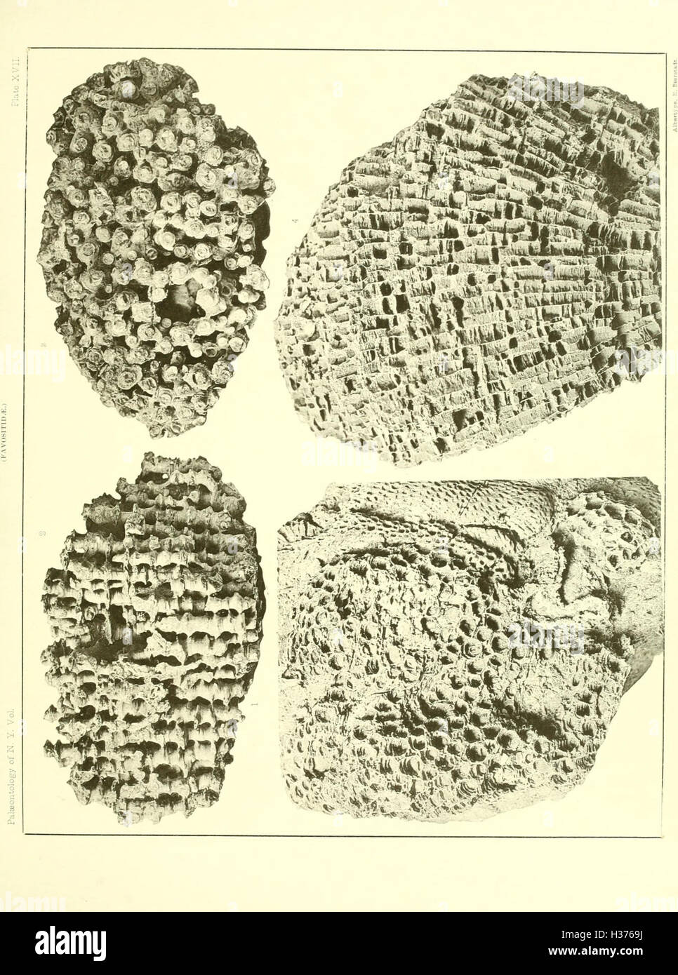 Devonian fossils illustration hi-res stock photography and images - Alamy