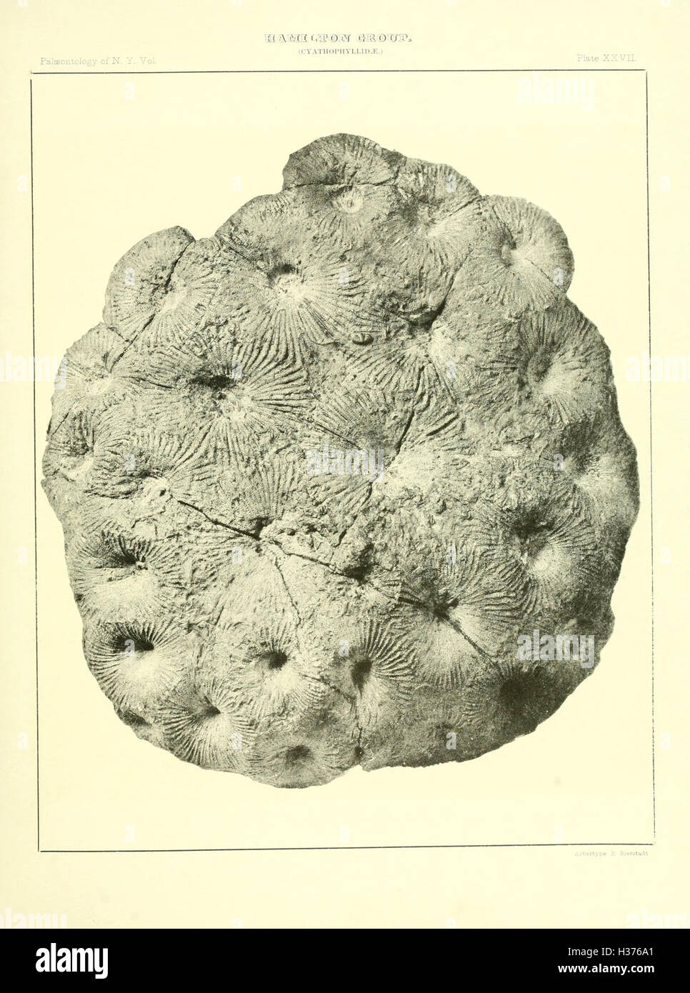 This work presents illustrations of fossils from the Devonian period ...