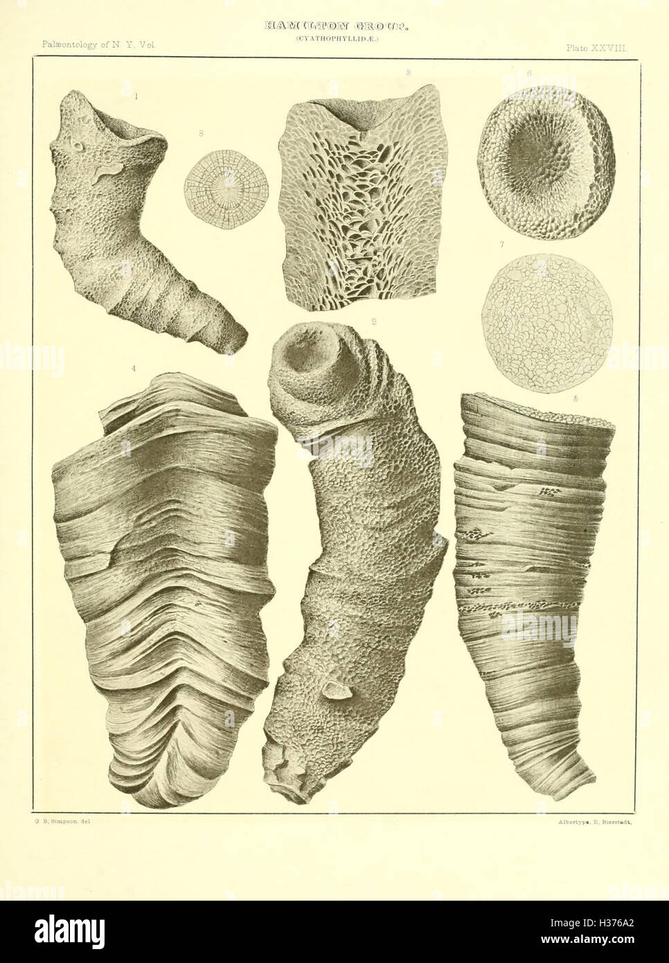 This work presents detailed illustrations of fossils from the Devonian ...