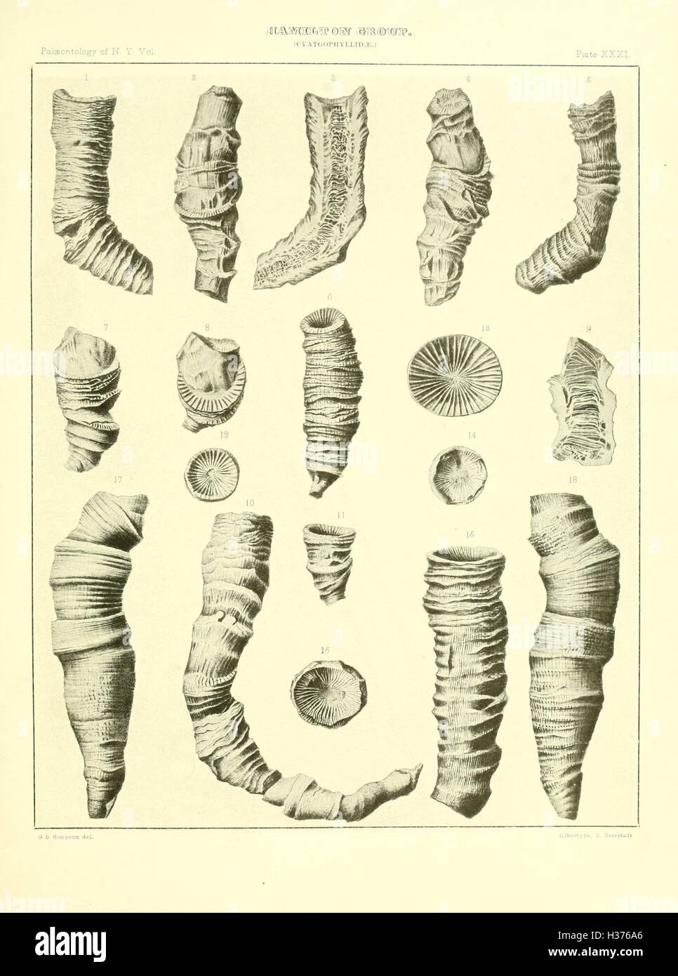 This publication presents various illustrations of Devonian fossils ...