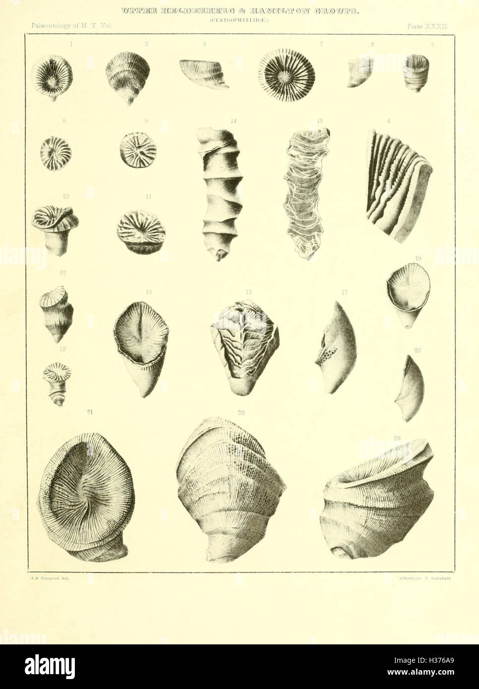 Devonian fossils illustration hi-res stock photography and images - Alamy