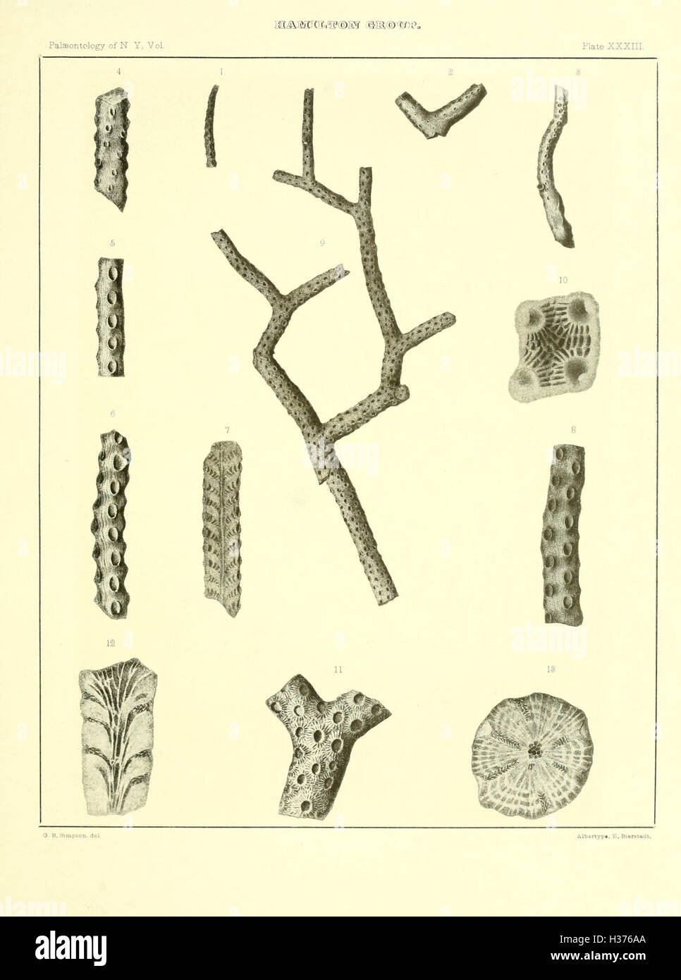 Devonian fossils illustration hi-res stock photography and images - Alamy