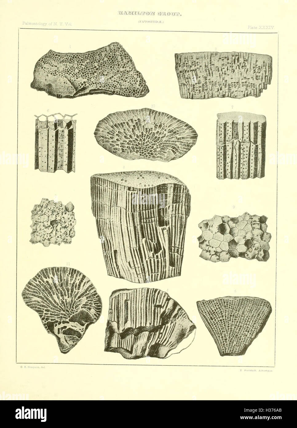 Devonian fossils illustration hi-res stock photography and images - Alamy