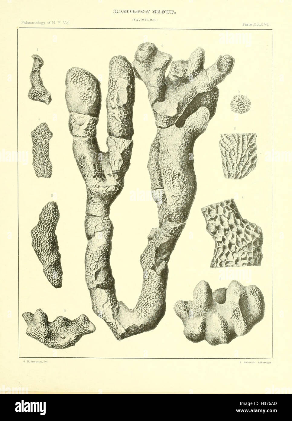 Devonian fossils illustration hi-res stock photography and images - Alamy