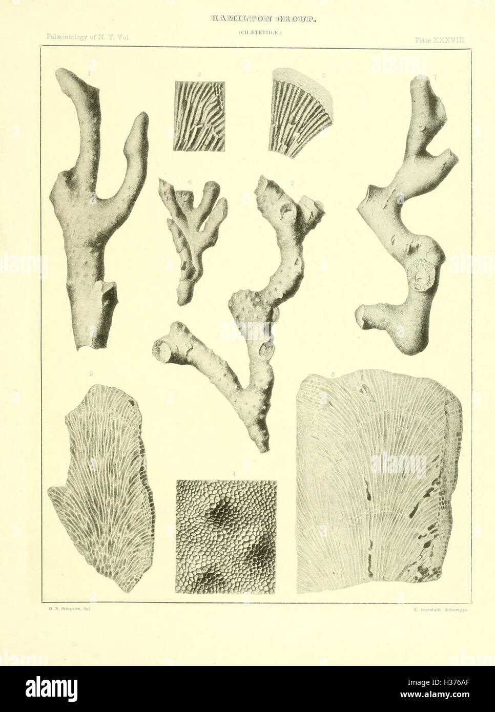 Devonian fossils illustration hi-res stock photography and images - Alamy
