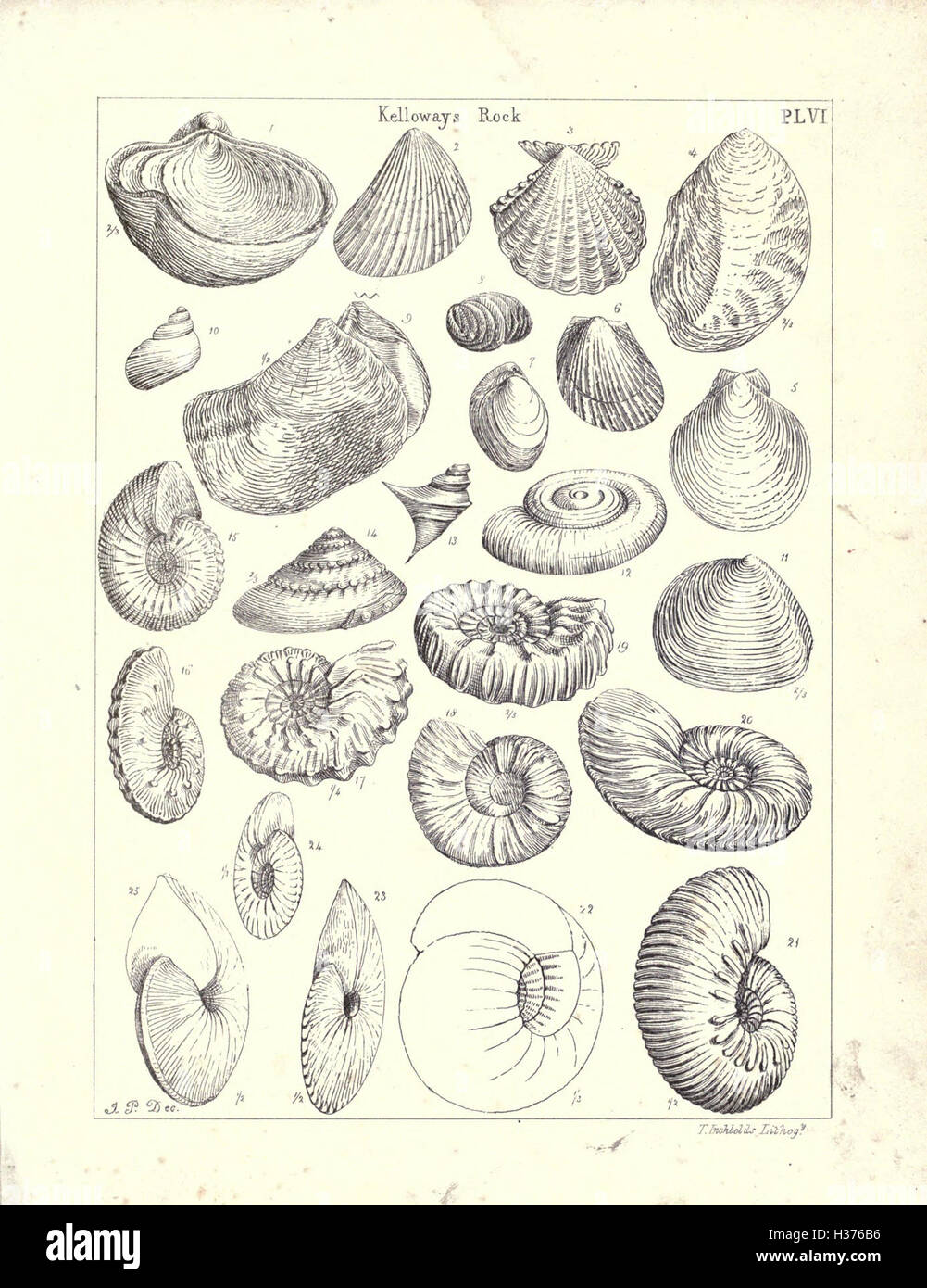 Detailed geological illustrations hi-res stock photography and images ...