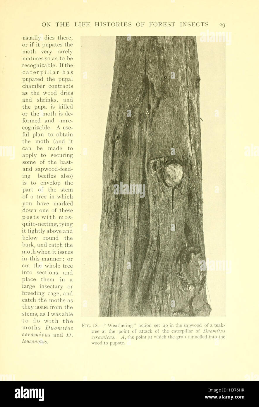 This page highlights the role of certain forest insects in India that ...