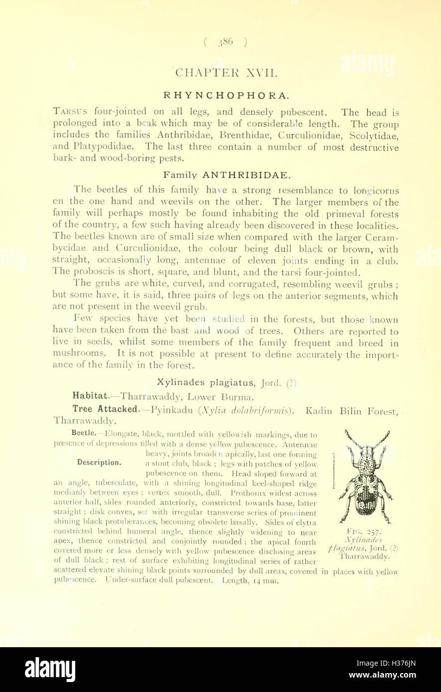 Page 386 of 'Indian Forest Insects of Economic Importance' examines ...