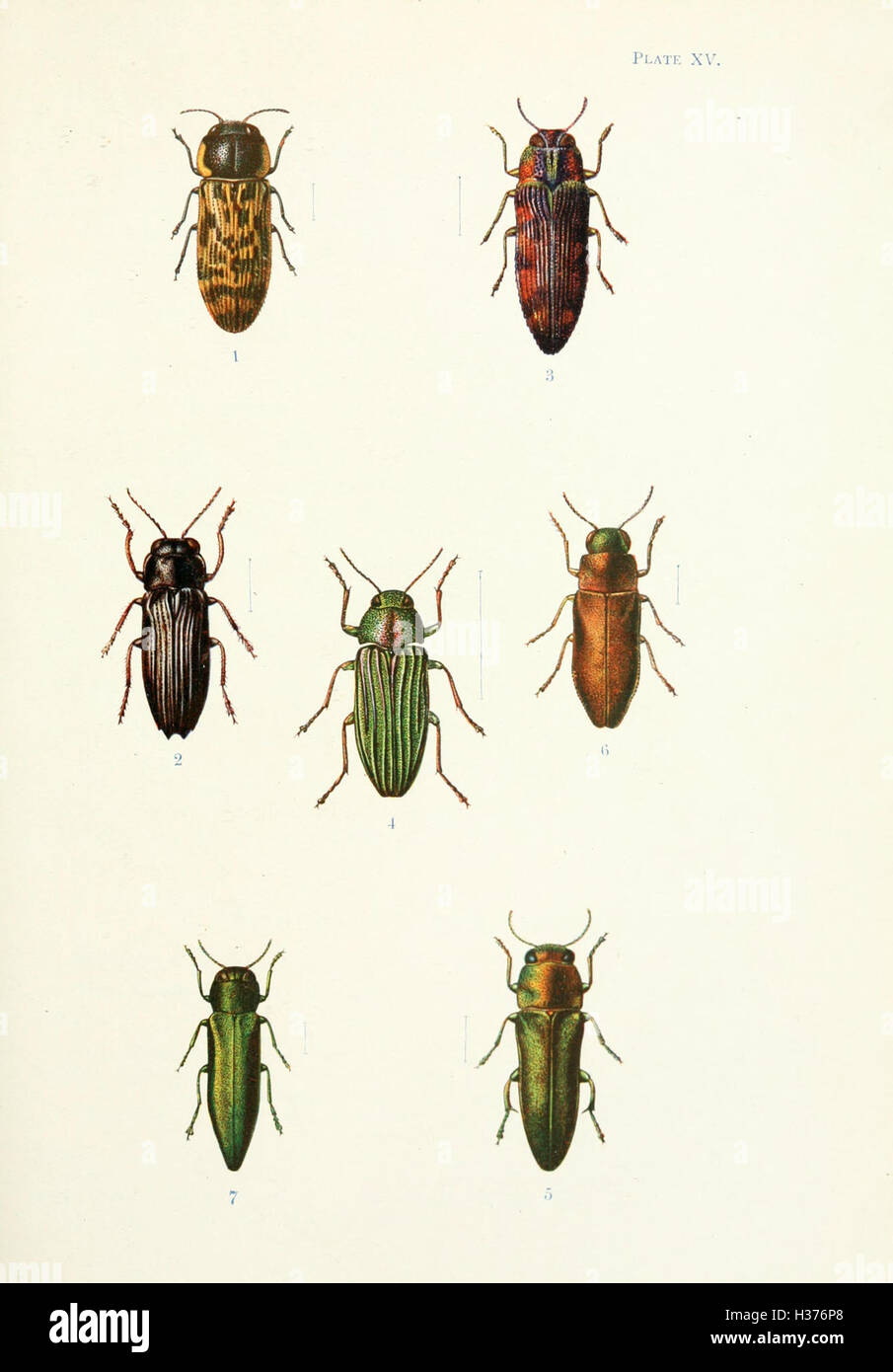 Indian forest insects of economic importance BHL194 Stock Photo - Alamy
