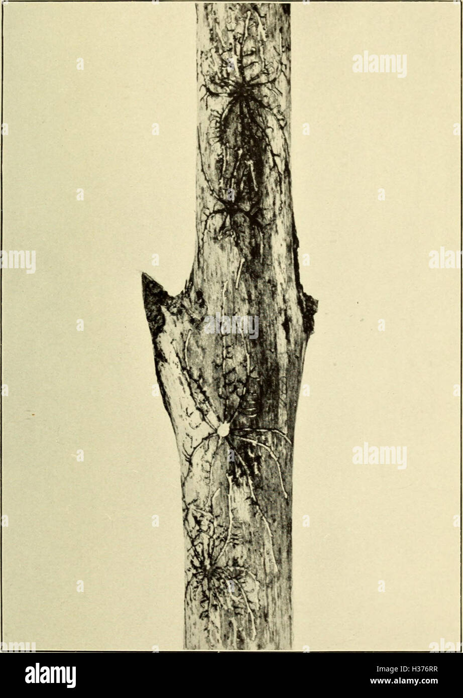 This work provides an overview of insect pests affecting pine trees in ...