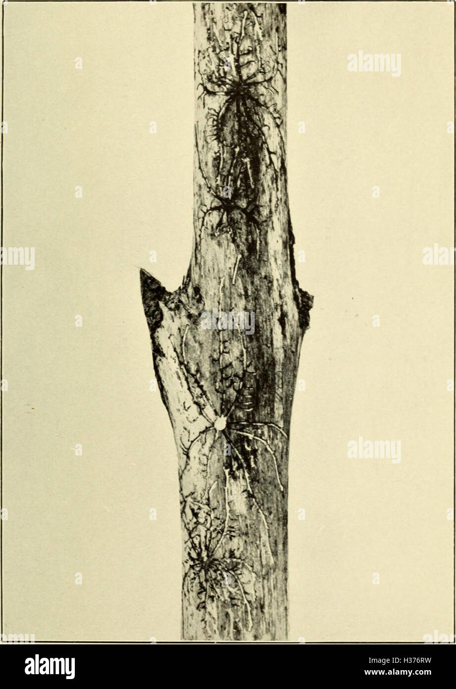 This report examines the insect pests affecting pine trees in the Black ...