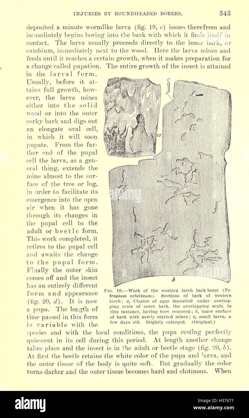 This text examines the damage caused by roundheaded borers to forests ...