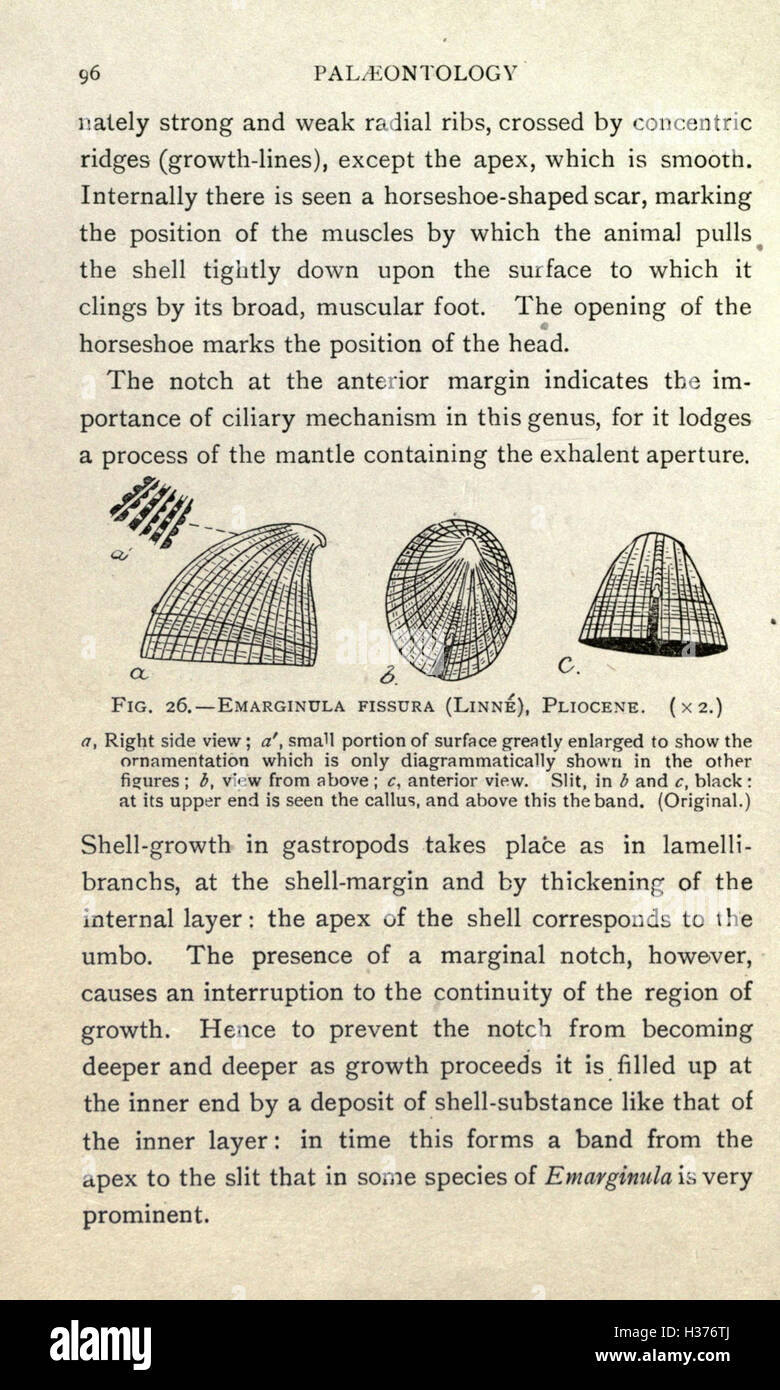 This introduction to paleontology covers fundamental principles, fossil ...