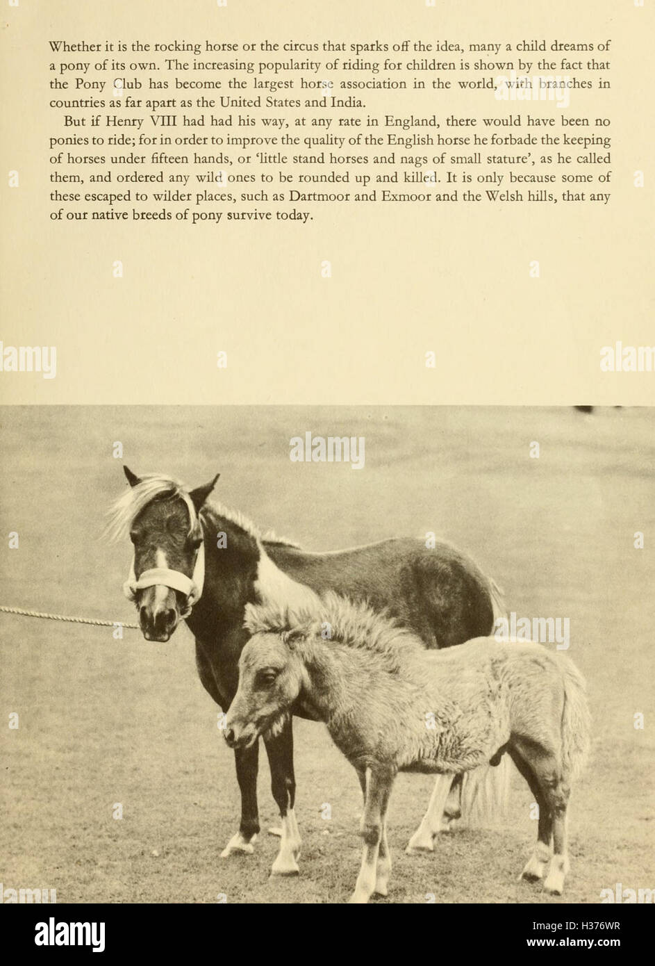 An introductory guide to horses, covering their domestication, various ...