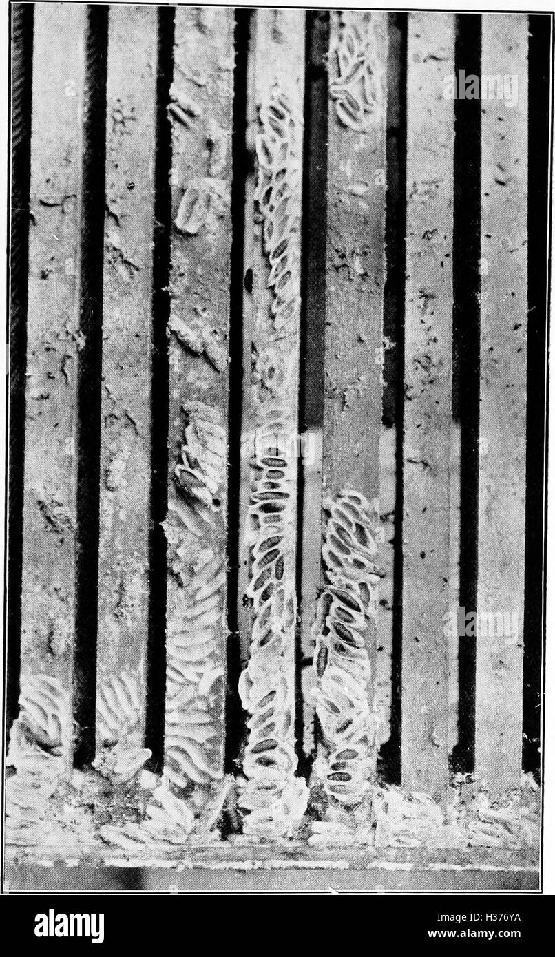 Honey bee swarm in Black and White Stock Photos & Images - Alamy