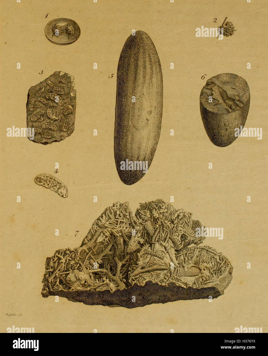 A work by Johann Friedrich Blumenbach, presenting archaeological ...