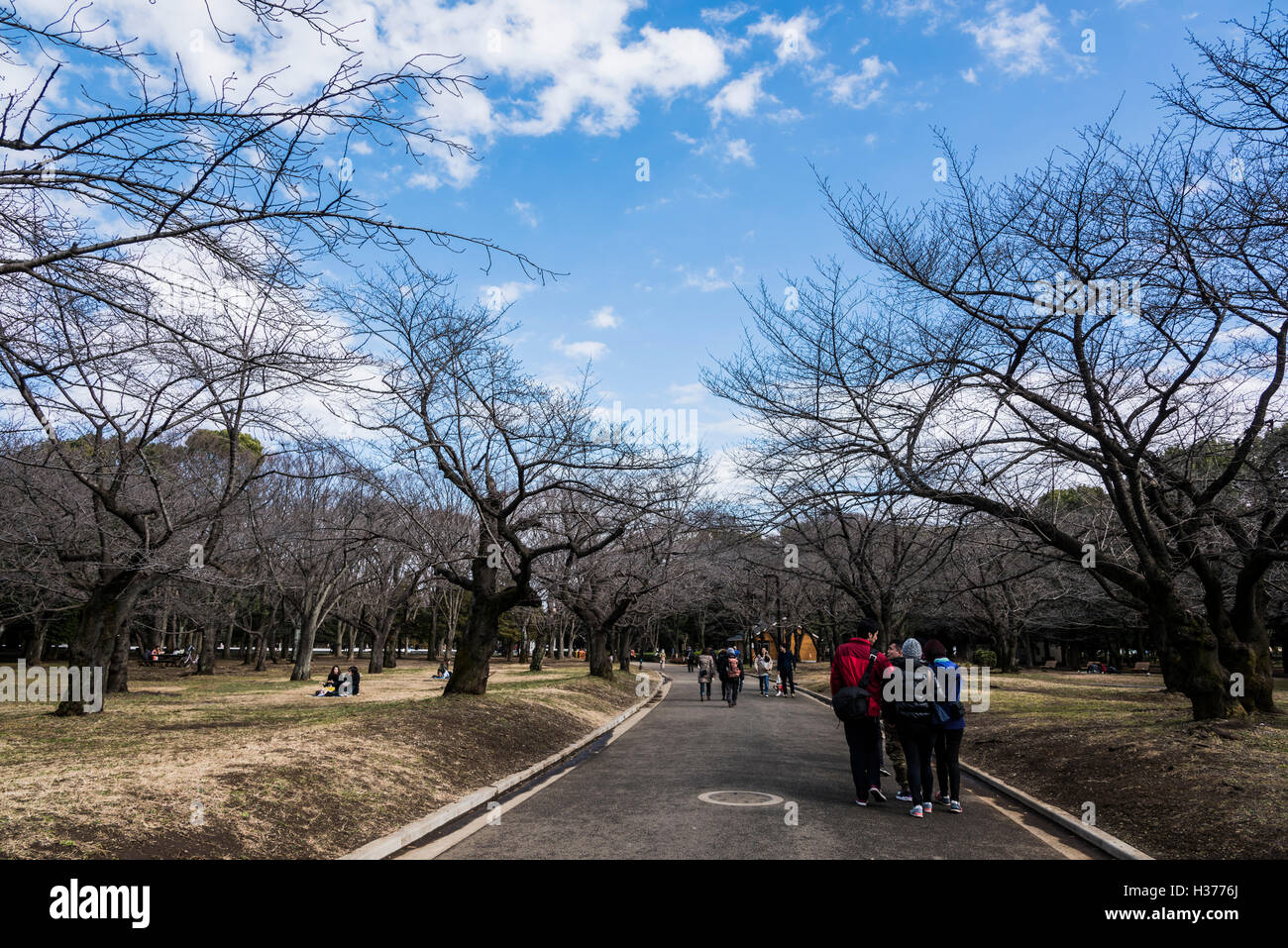 Border of Winter and Spring,Yoyogi Park,Shibuya-Ku,Tokyo,Japan Stock ...
