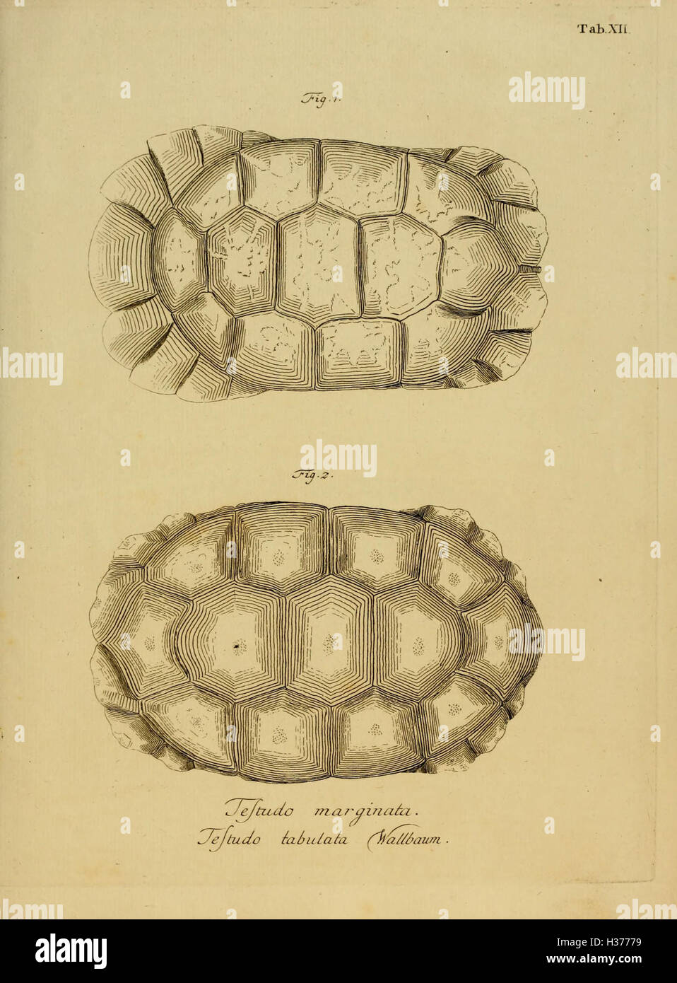 Historia davidis hi-res stock photography and images - Alamy