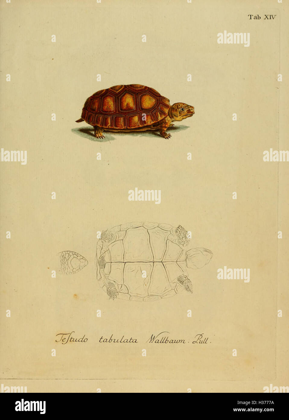 Historia davidis hi-res stock photography and images - Alamy