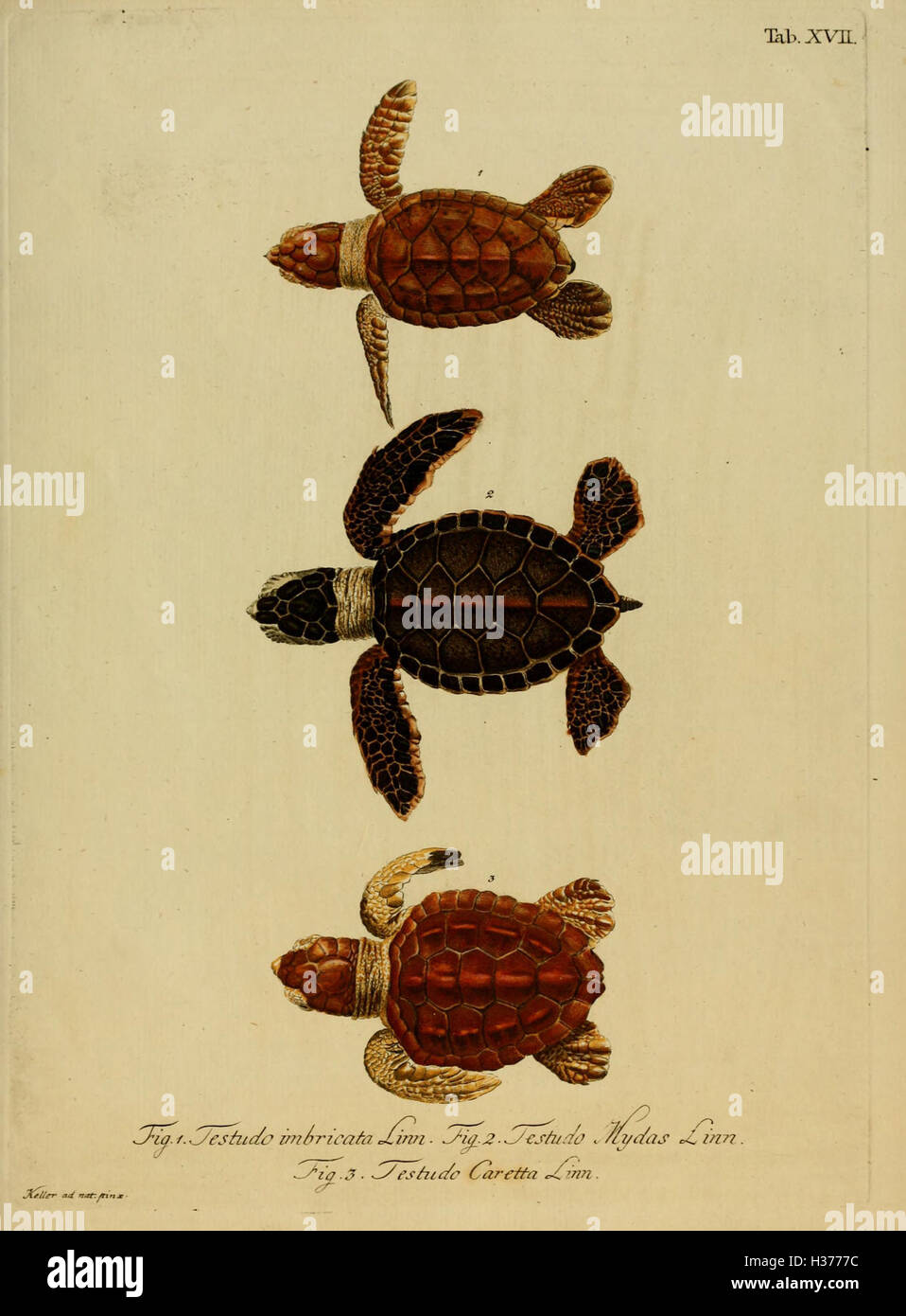 Turtles illustrates hi-res stock photography and images - Alamy