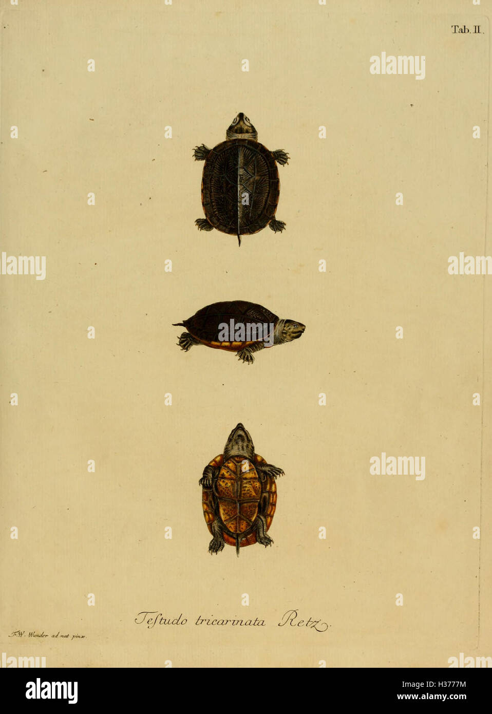 Historia davidis hi-res stock photography and images - Alamy