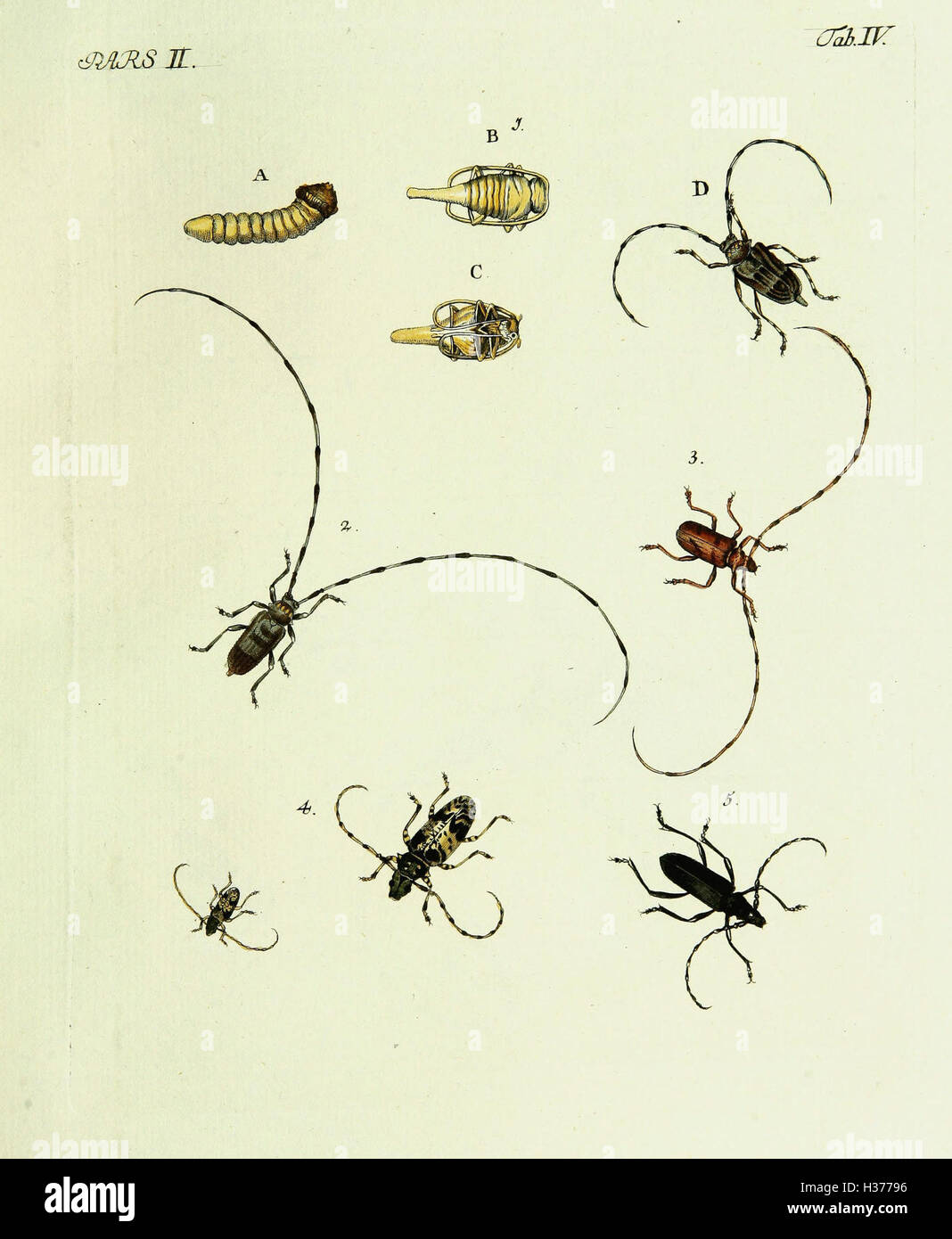 Johann Eusebius Voet's work offers descriptions and illustrations of ...