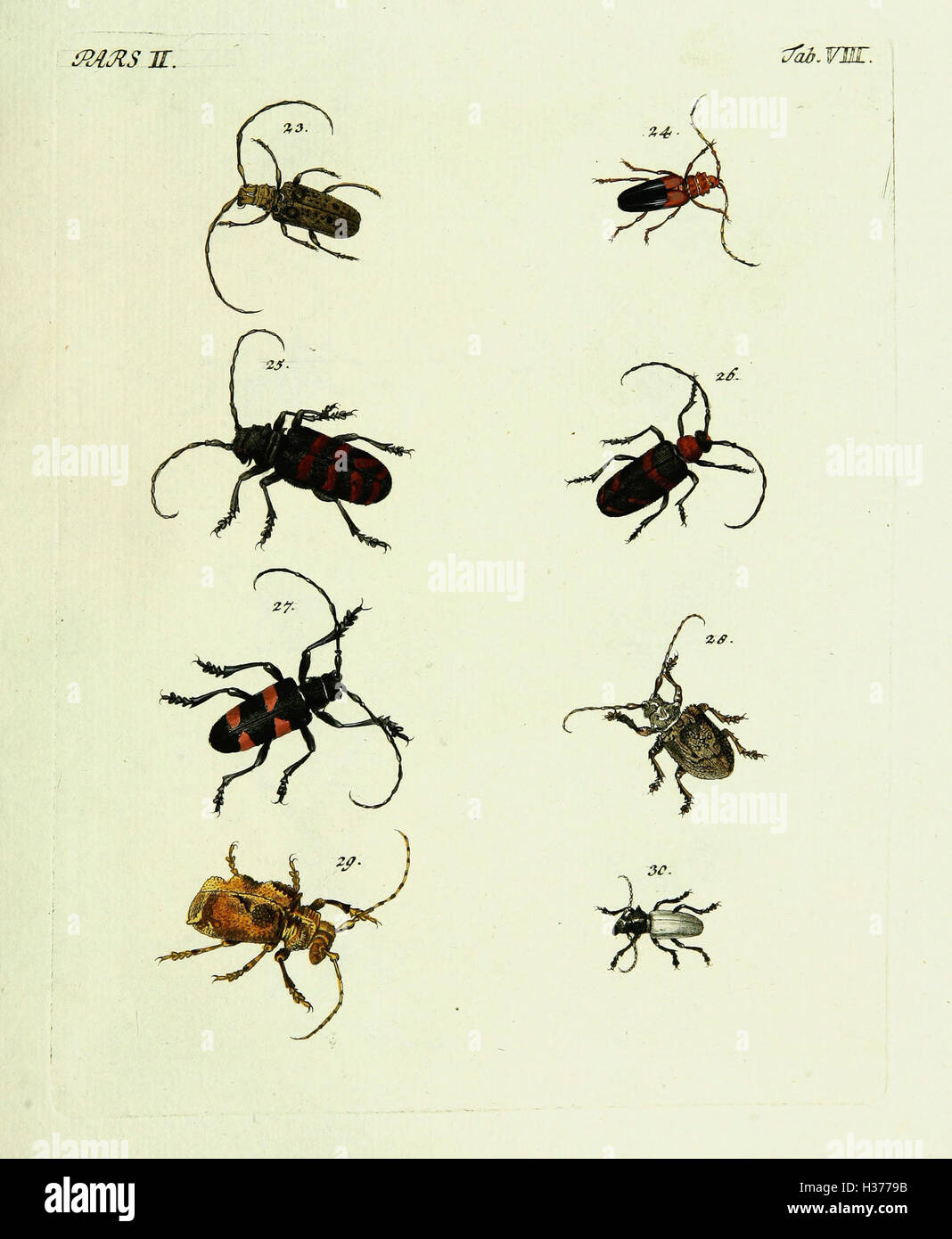 This work by Johann Euseb Voet presents detailed descriptions and ...