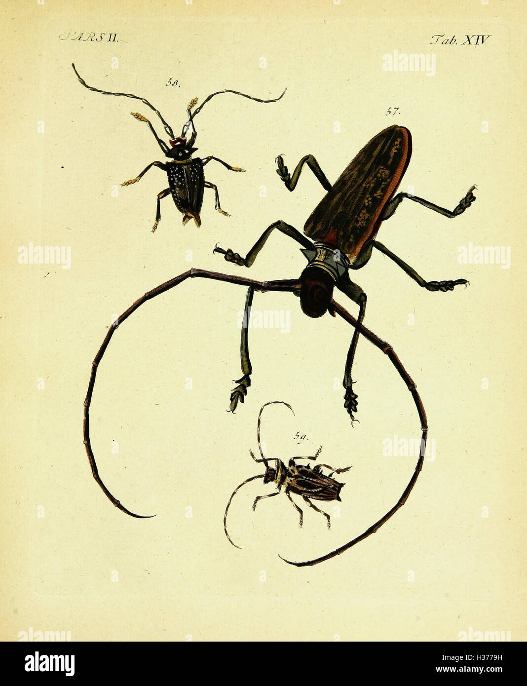 This work features detailed descriptions and illustrations of hard ...