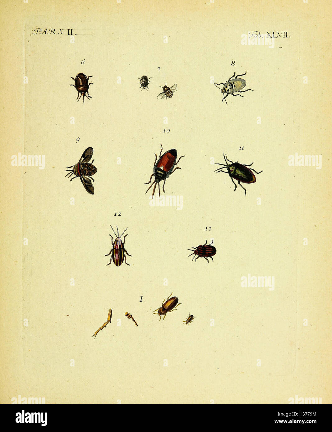 A detailed work on the Coleoptera family, featuring descriptions and ...
