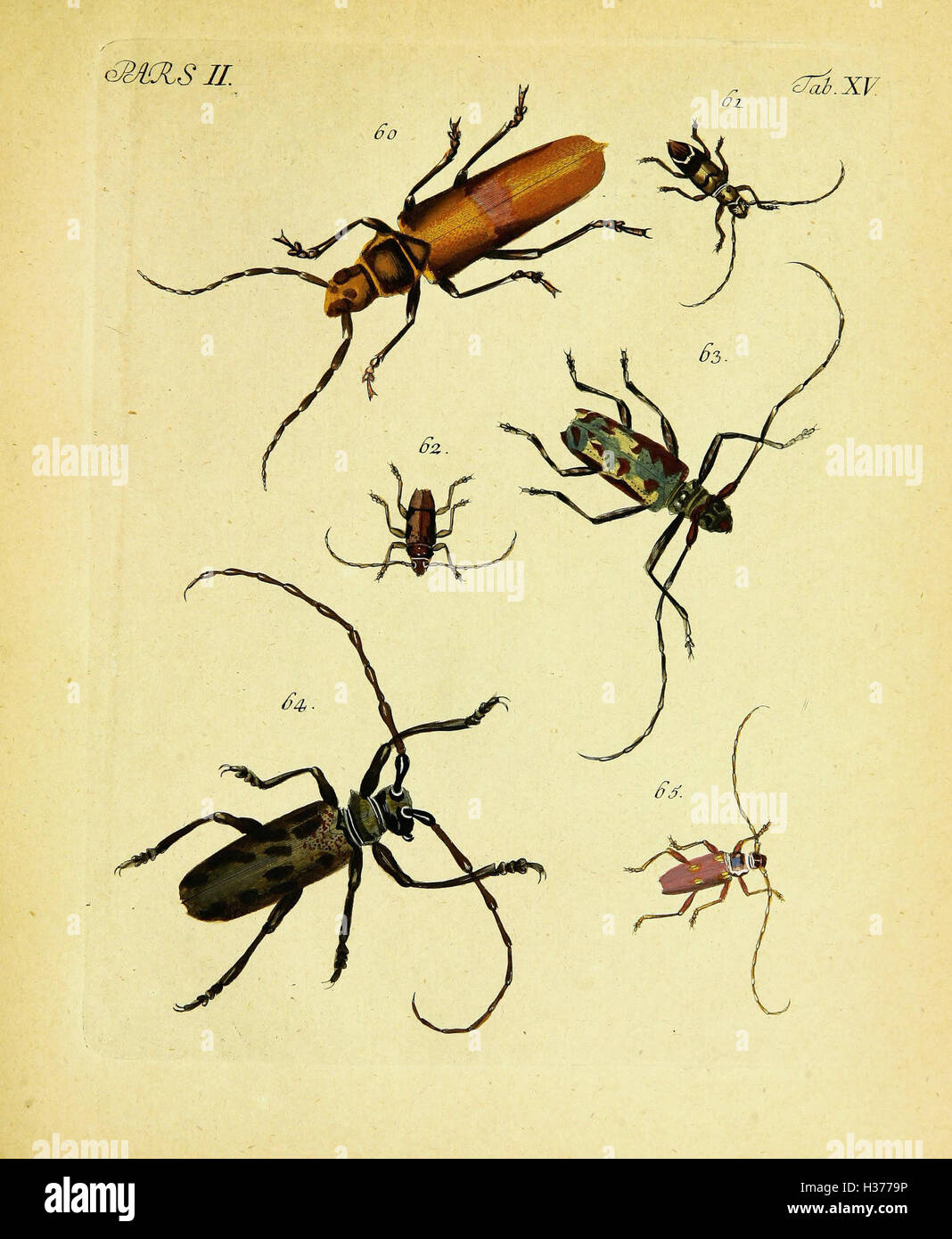 Johann Euseb Voet's work features descriptions and illustrations of ...