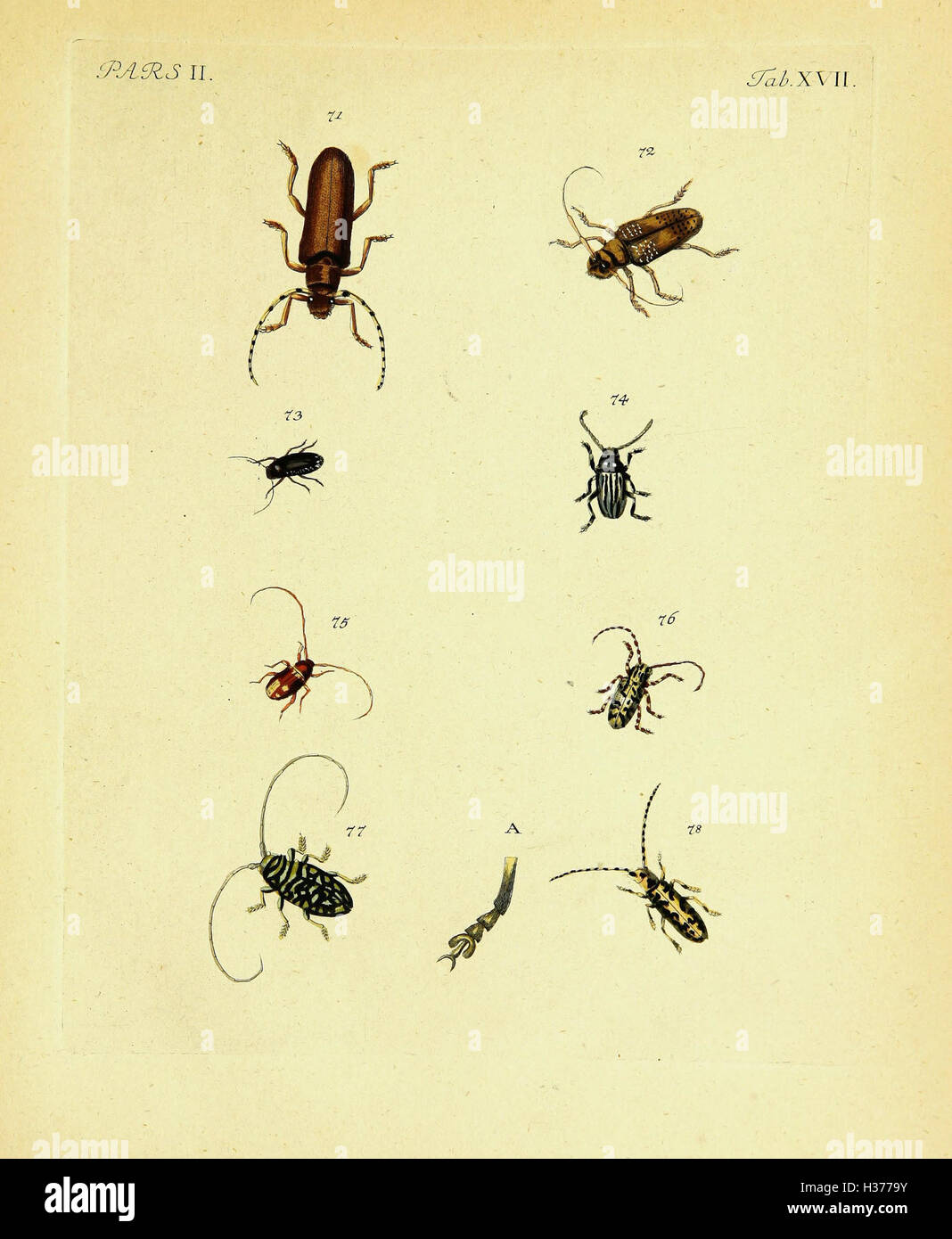 Johann Euseb Voet’s descriptions and illustrations of hard-shelled ...