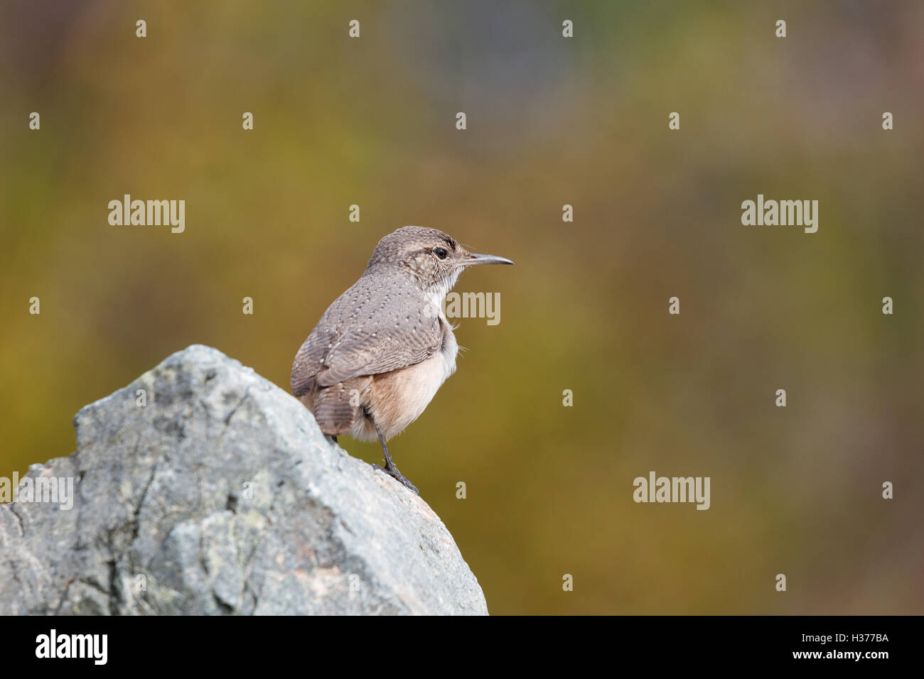 A Rock Wren perches on a rock. Vancouver, Canada Stock Photo - Alamy