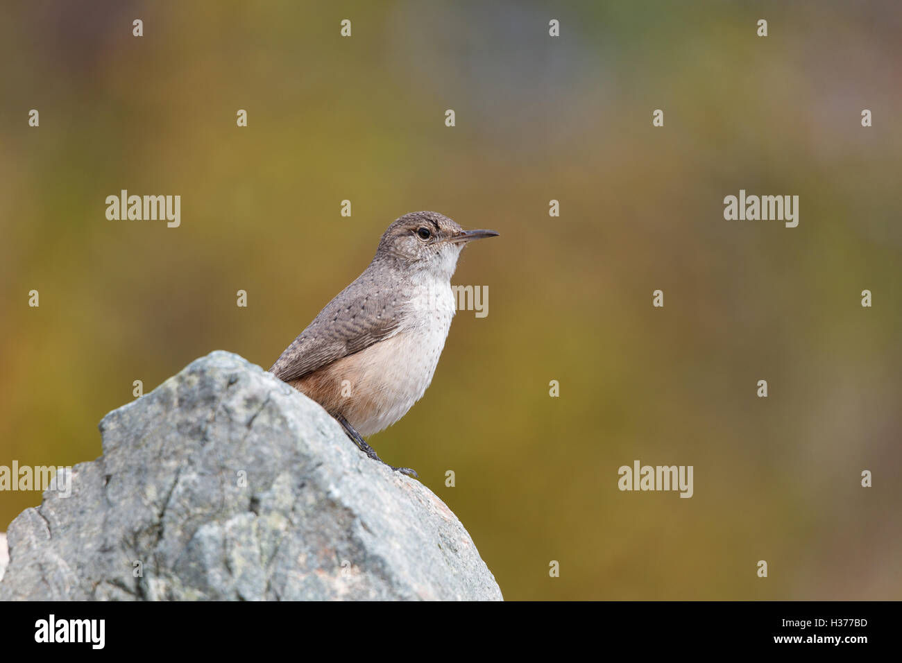 A Rock Wren perches on a rock. Vancouver, Canada Stock Photo - Alamy