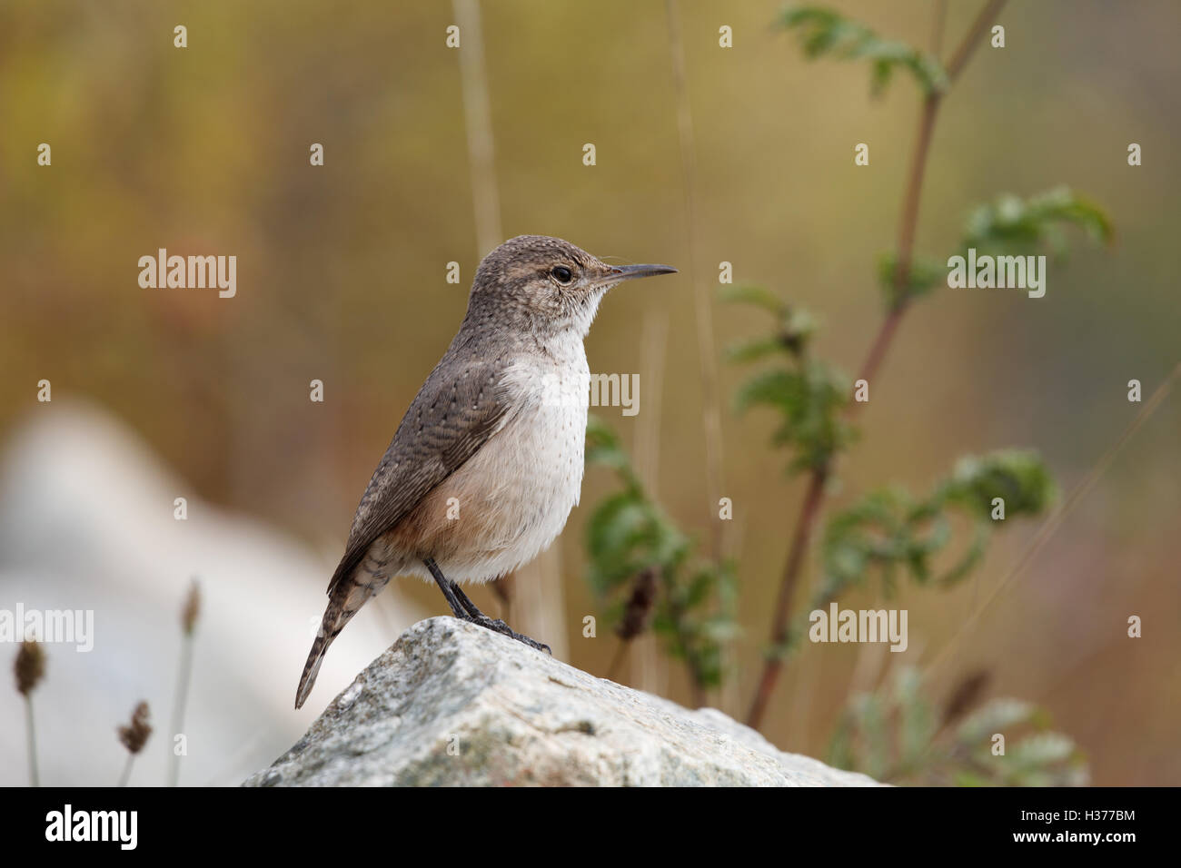 A Rock Wren perches on a rock. Vancouver, Canada Stock Photo - Alamy