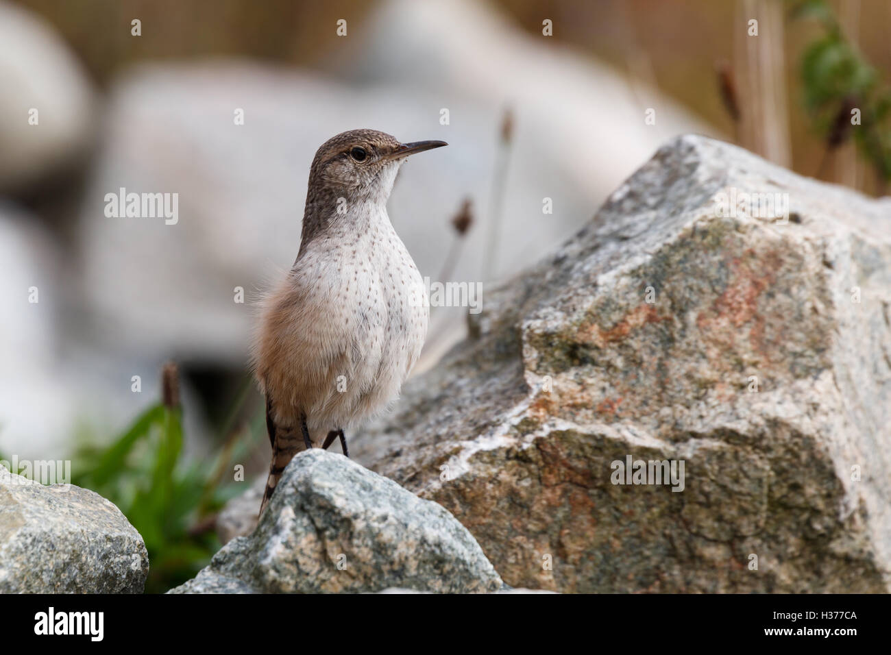 A Rock Wren perches on a rock. Vancouver, Canada Stock Photo - Alamy