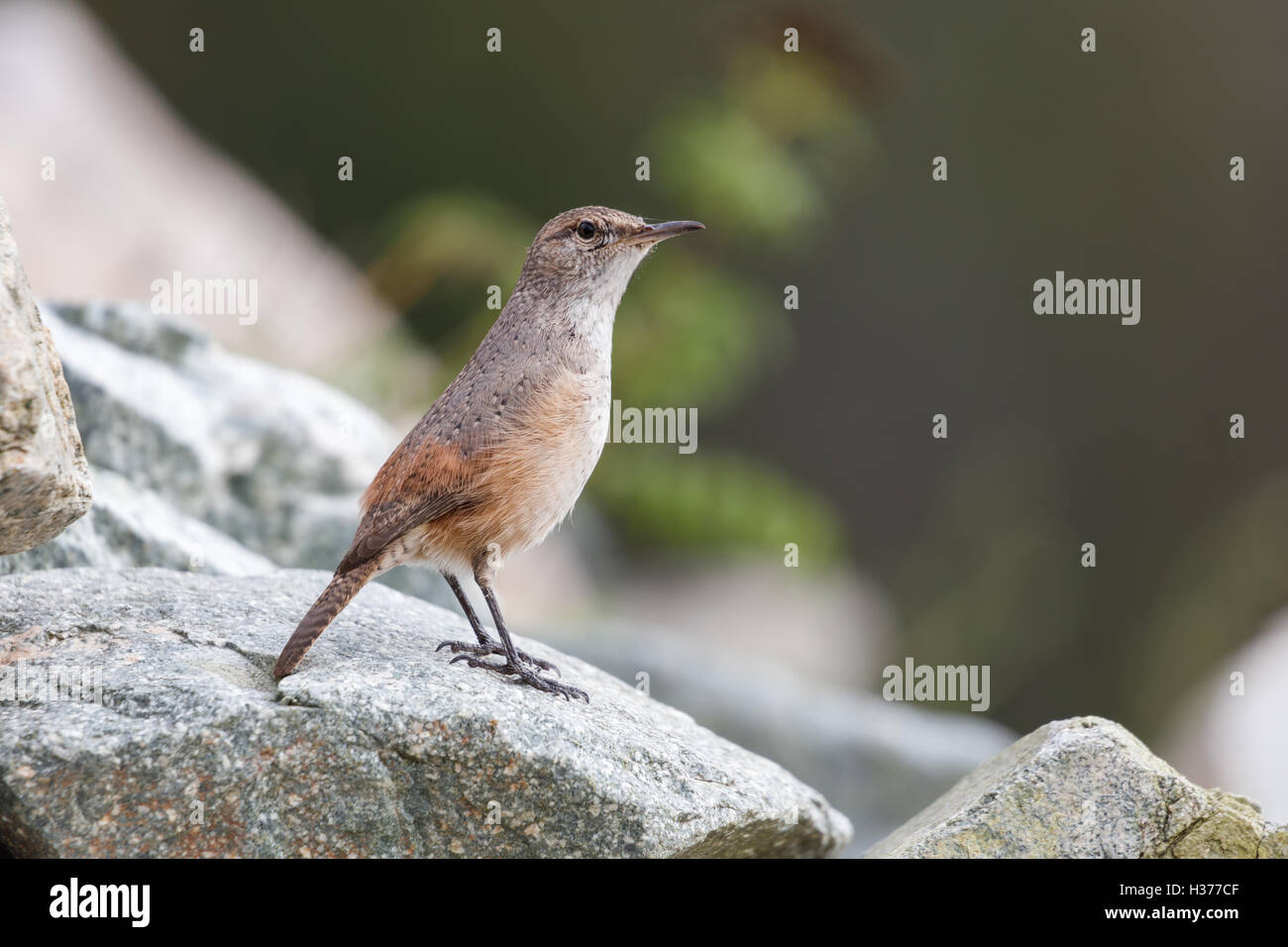A Rock Wren perches on a rock. Vancouver, Canada Stock Photo - Alamy