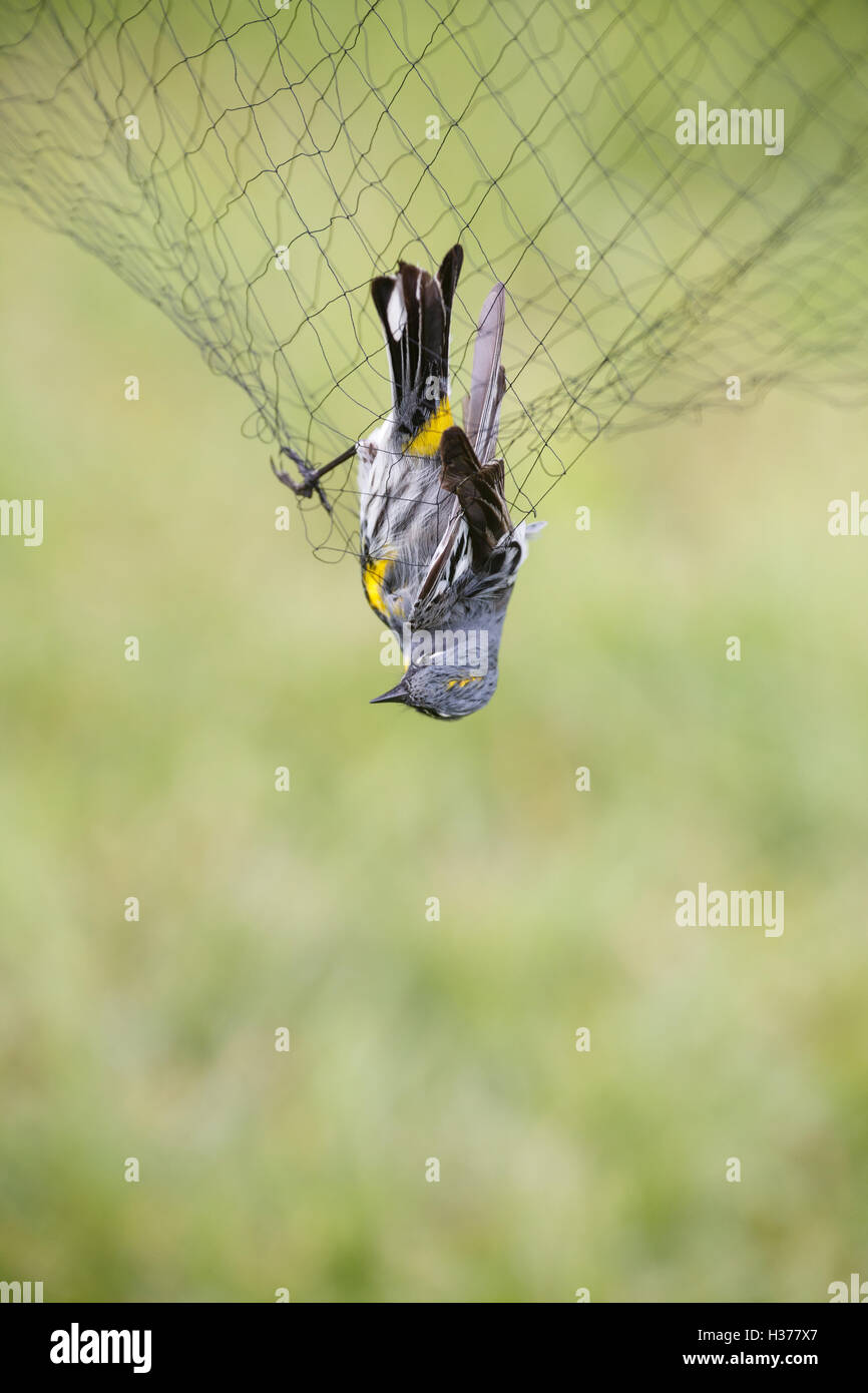 Net for catching birds hi-res stock photography and images - Alamy