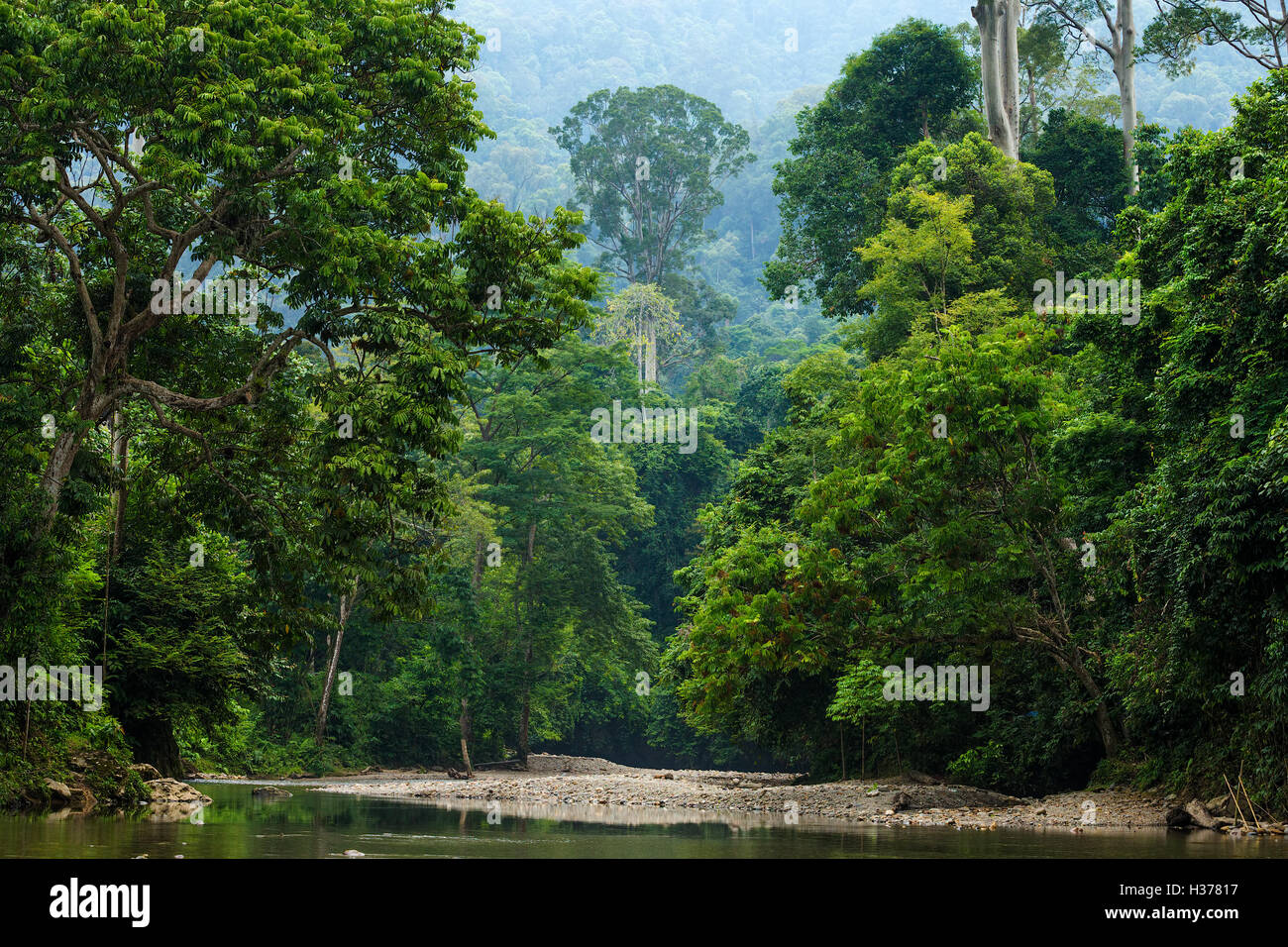 Looking up the Batang River at Tangkahan and into the rainforest of the ...