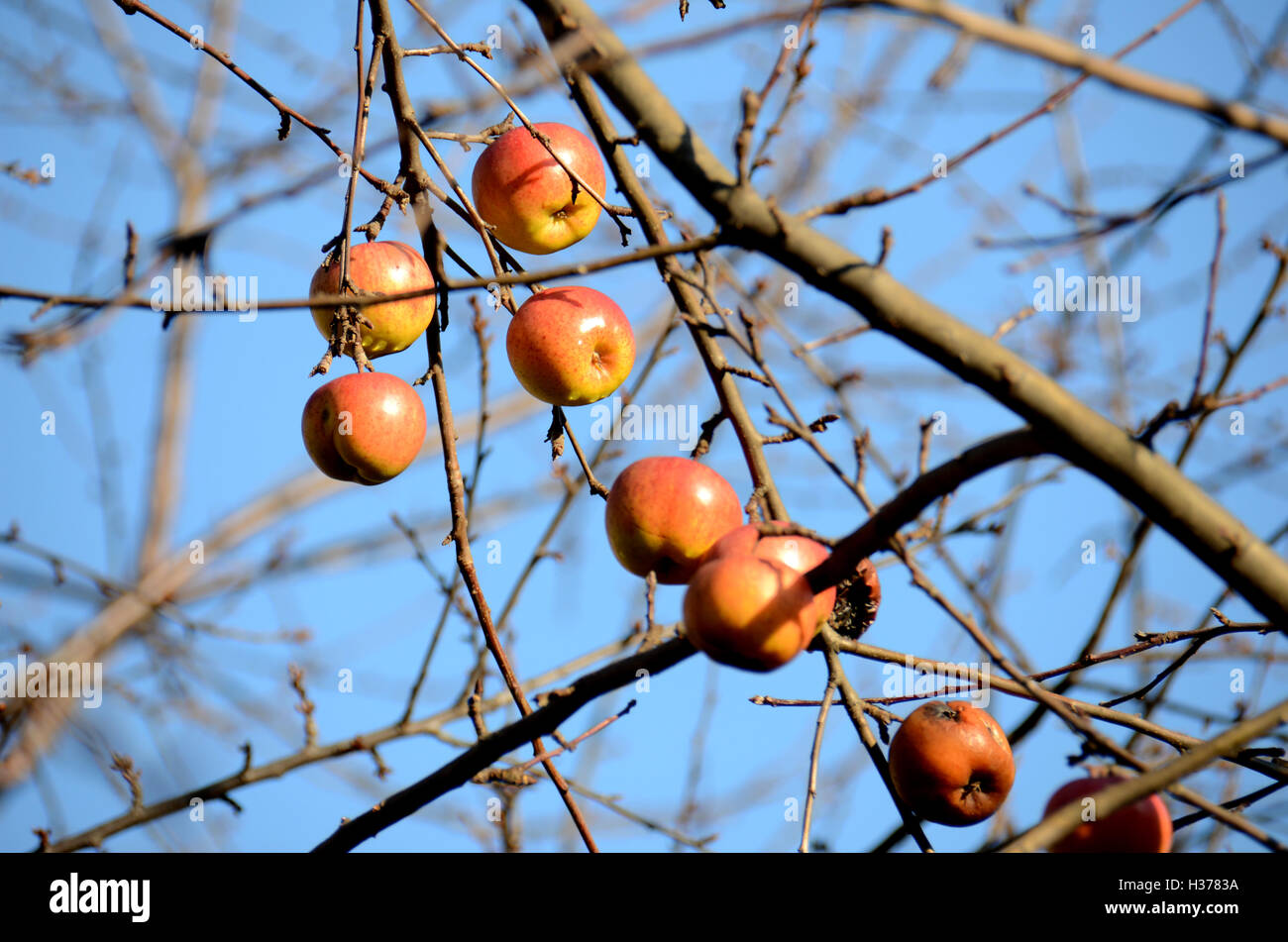 Biology apples hi-res stock photography and images - Alamy