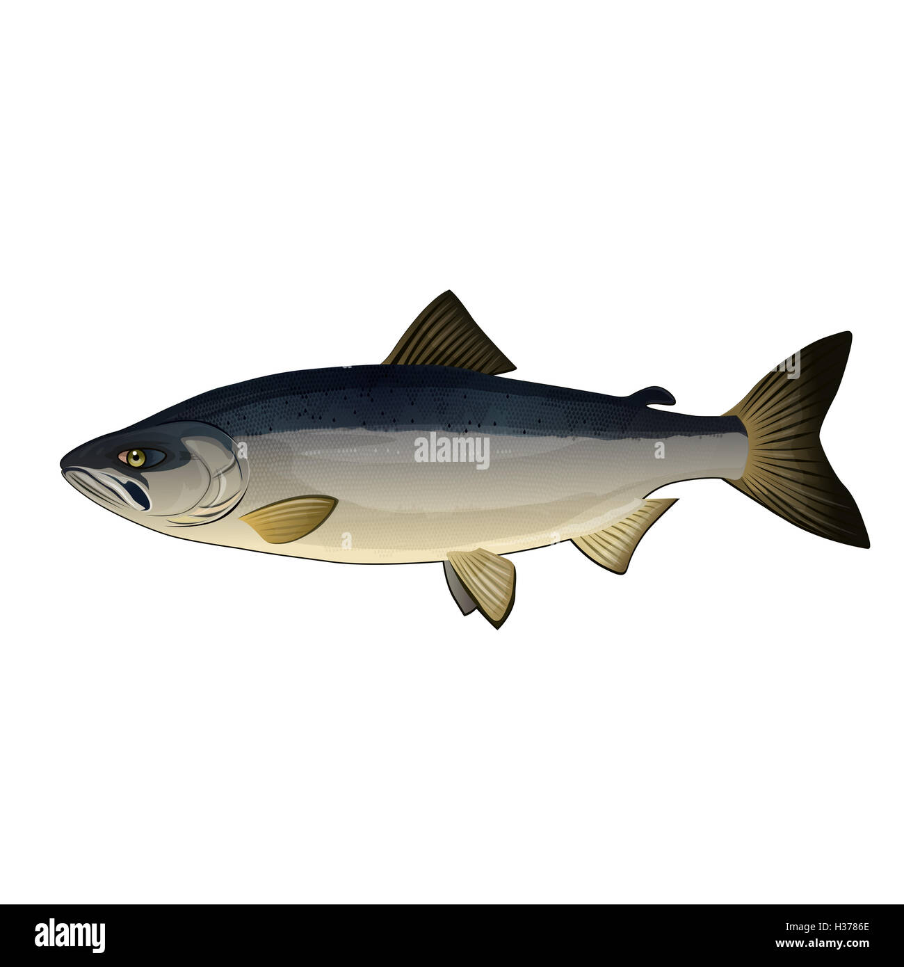 Chum Salmon, Isolated Illustration Stock Photo - Alamy