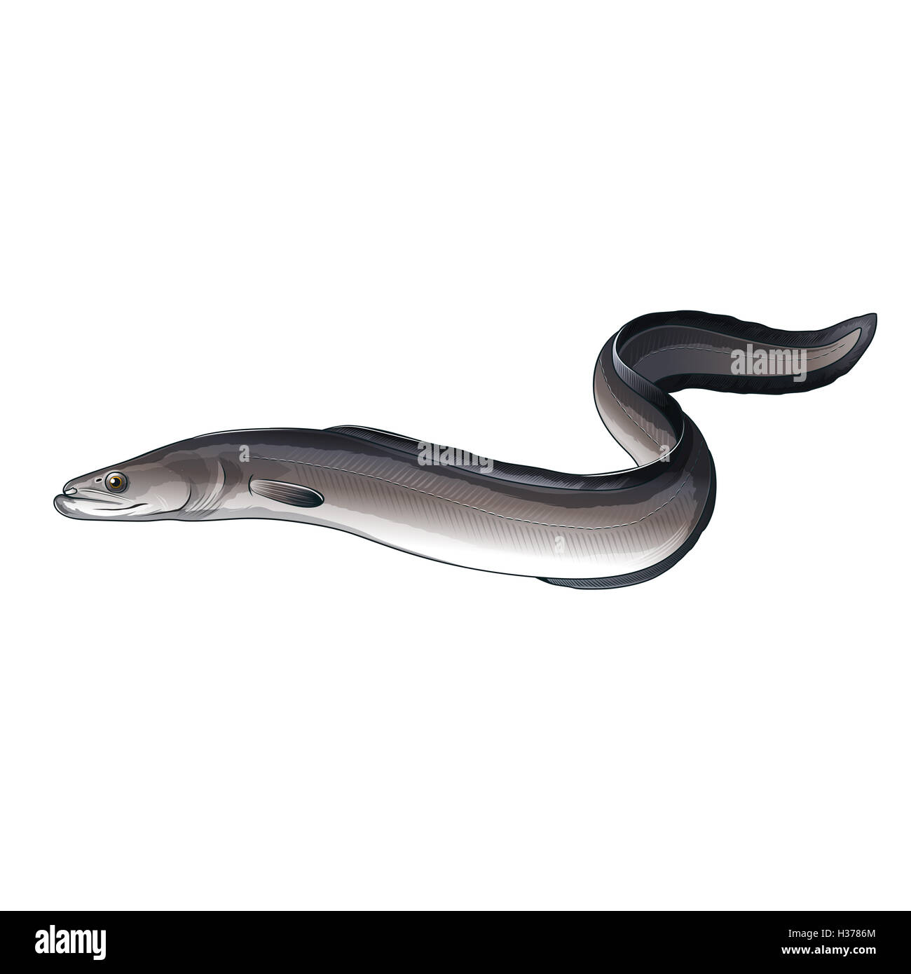 Silver eel hi-res stock photography and images - Alamy