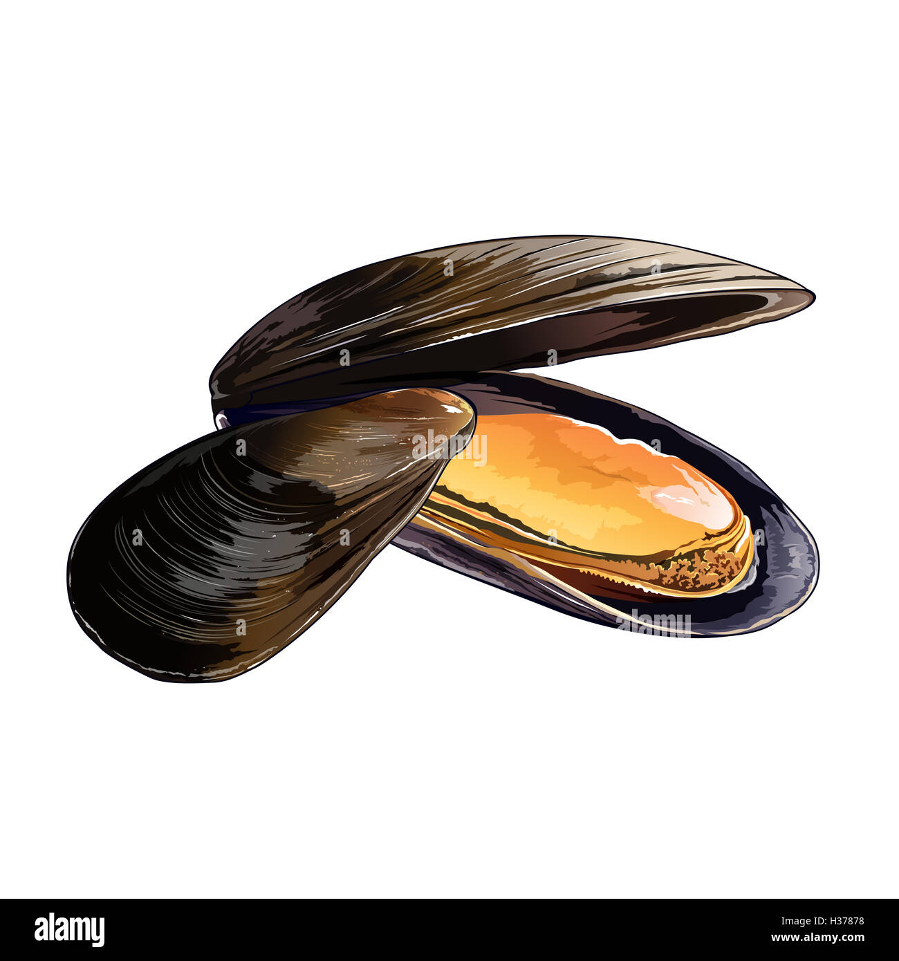 Mussel illustration hi-res stock photography and images - Alamy