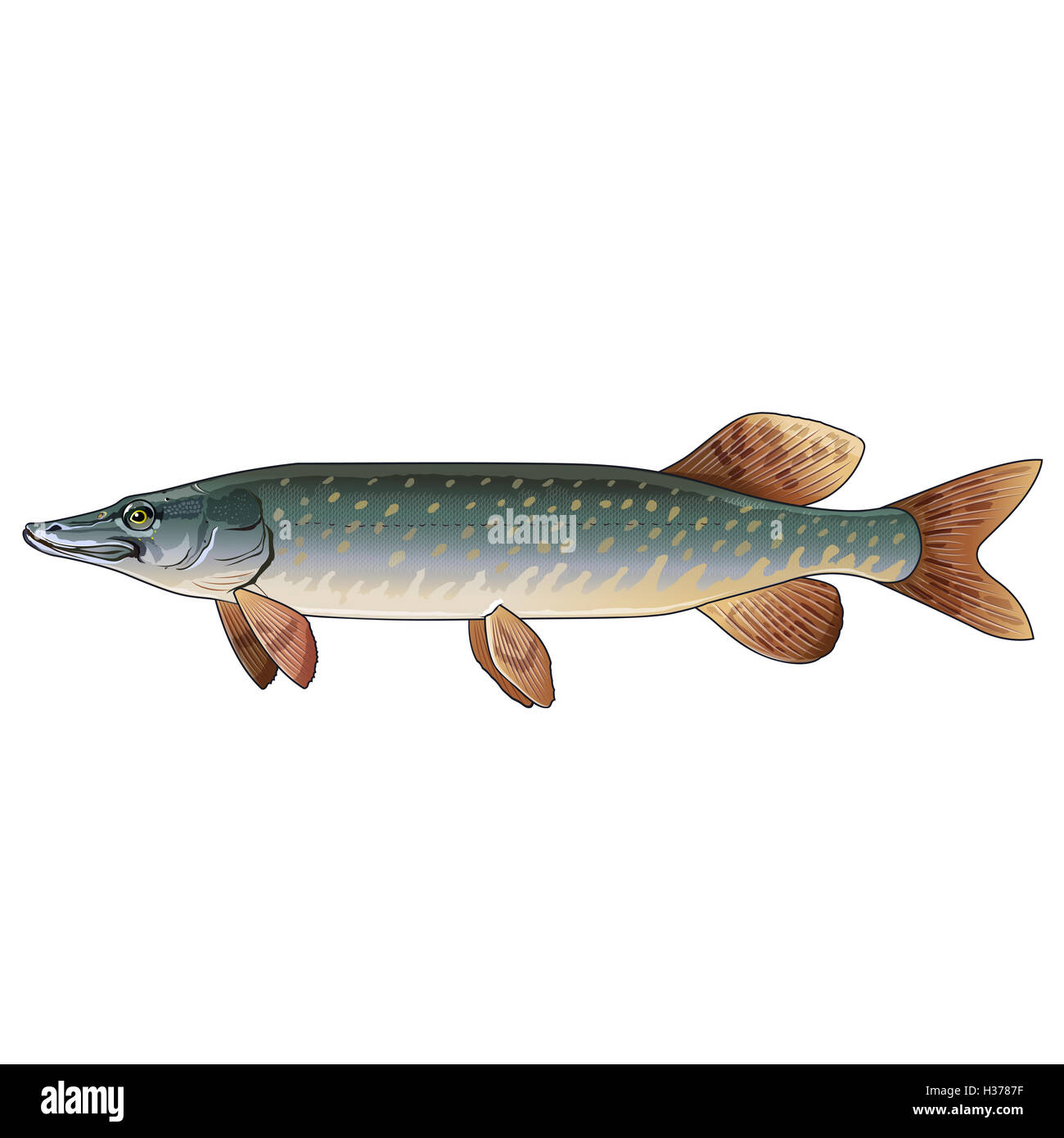 Silver pike hi-res stock photography and images - Alamy